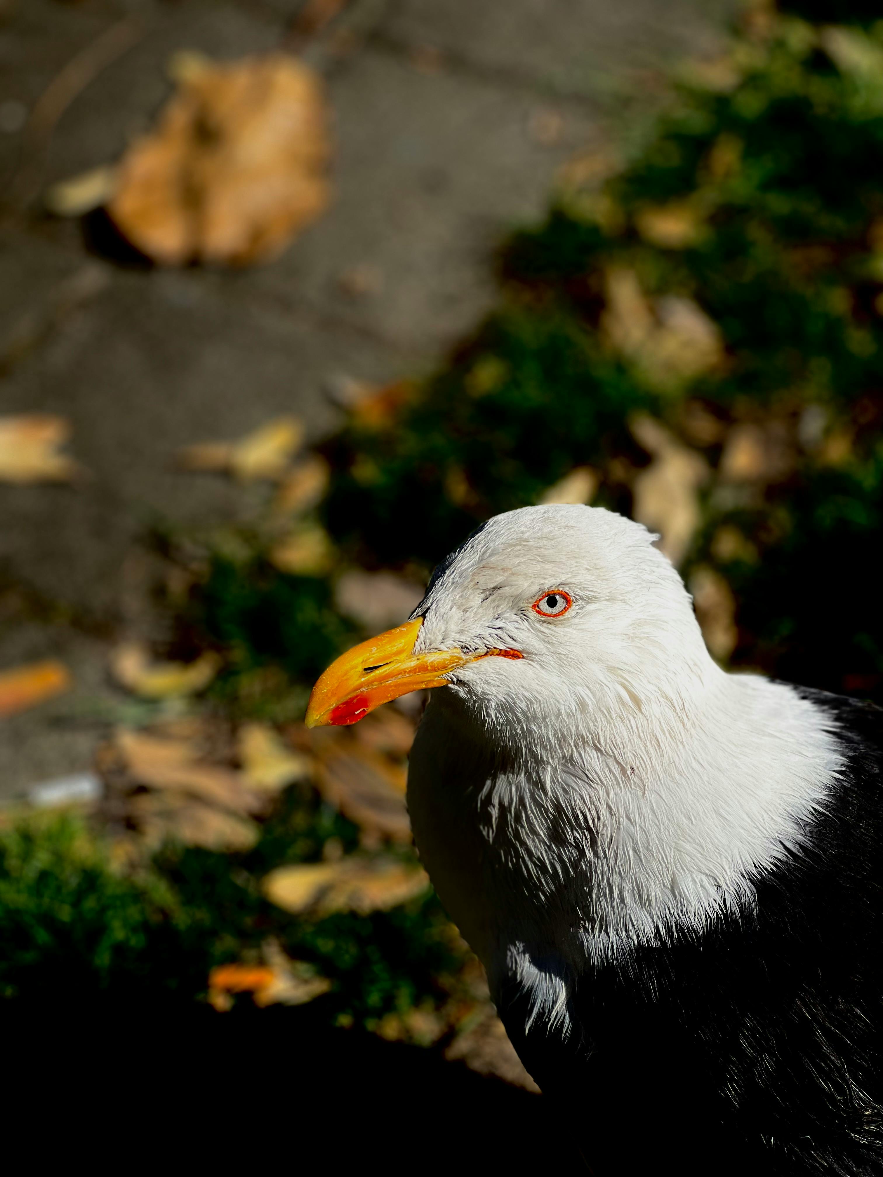 Portrait of a Bird Sitting Inside a Nest · Free Stock Photo