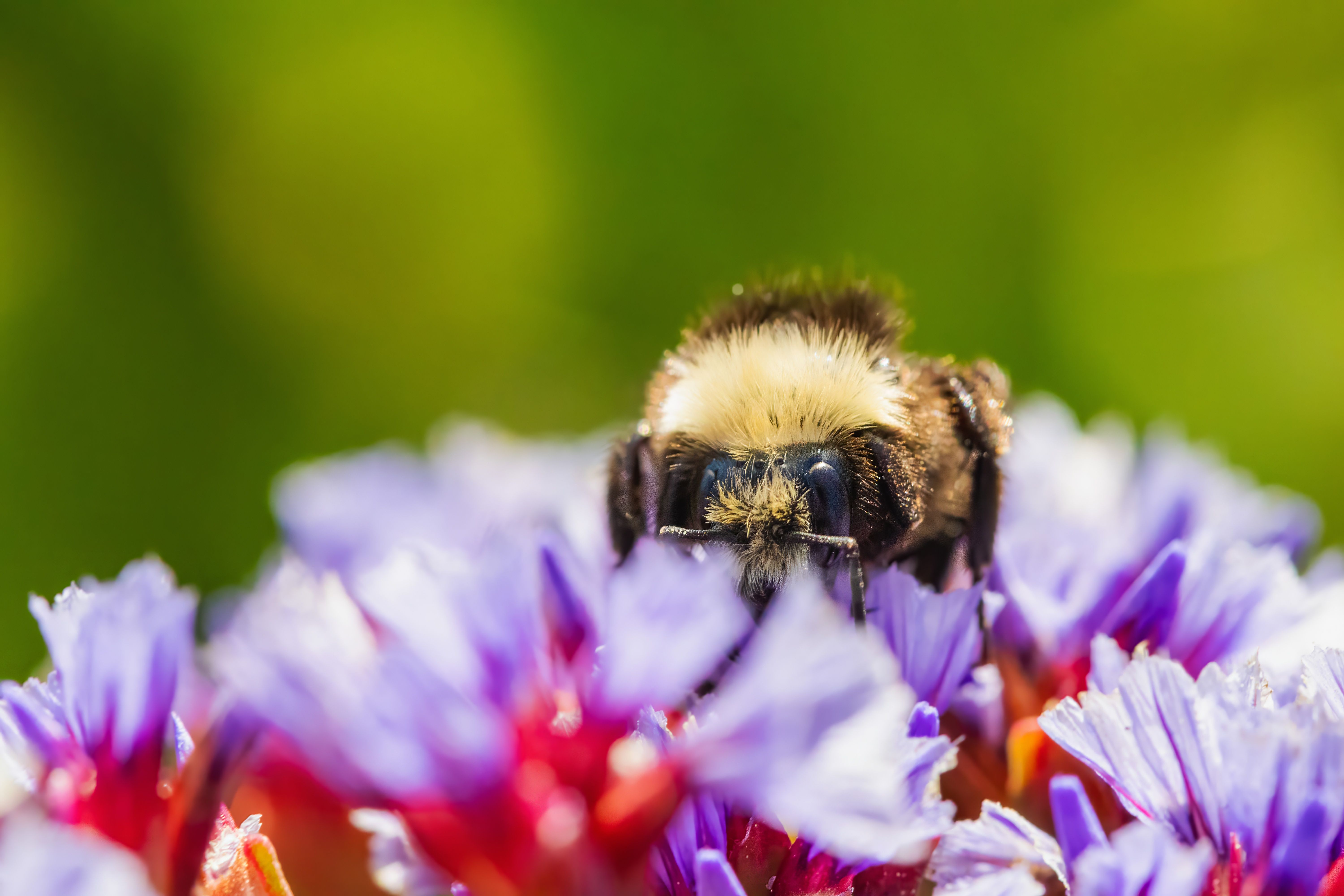 Foto de stock gratuita sobre abeja, de cerca, flores, fondo de pantalla ...