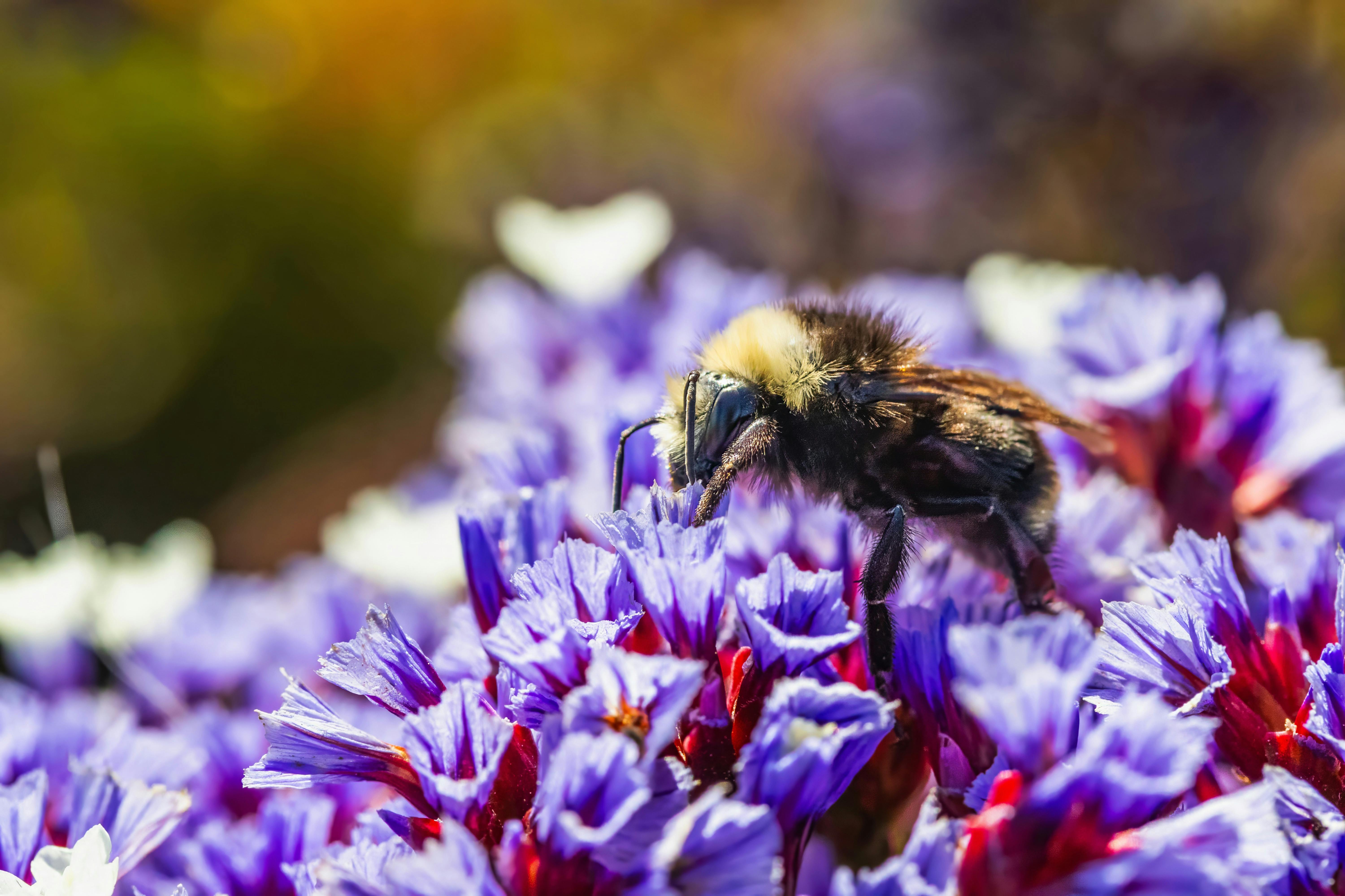 Bee Wallpaper Photos, Download The BEST Free Bee Wallpaper Stock Photos ...