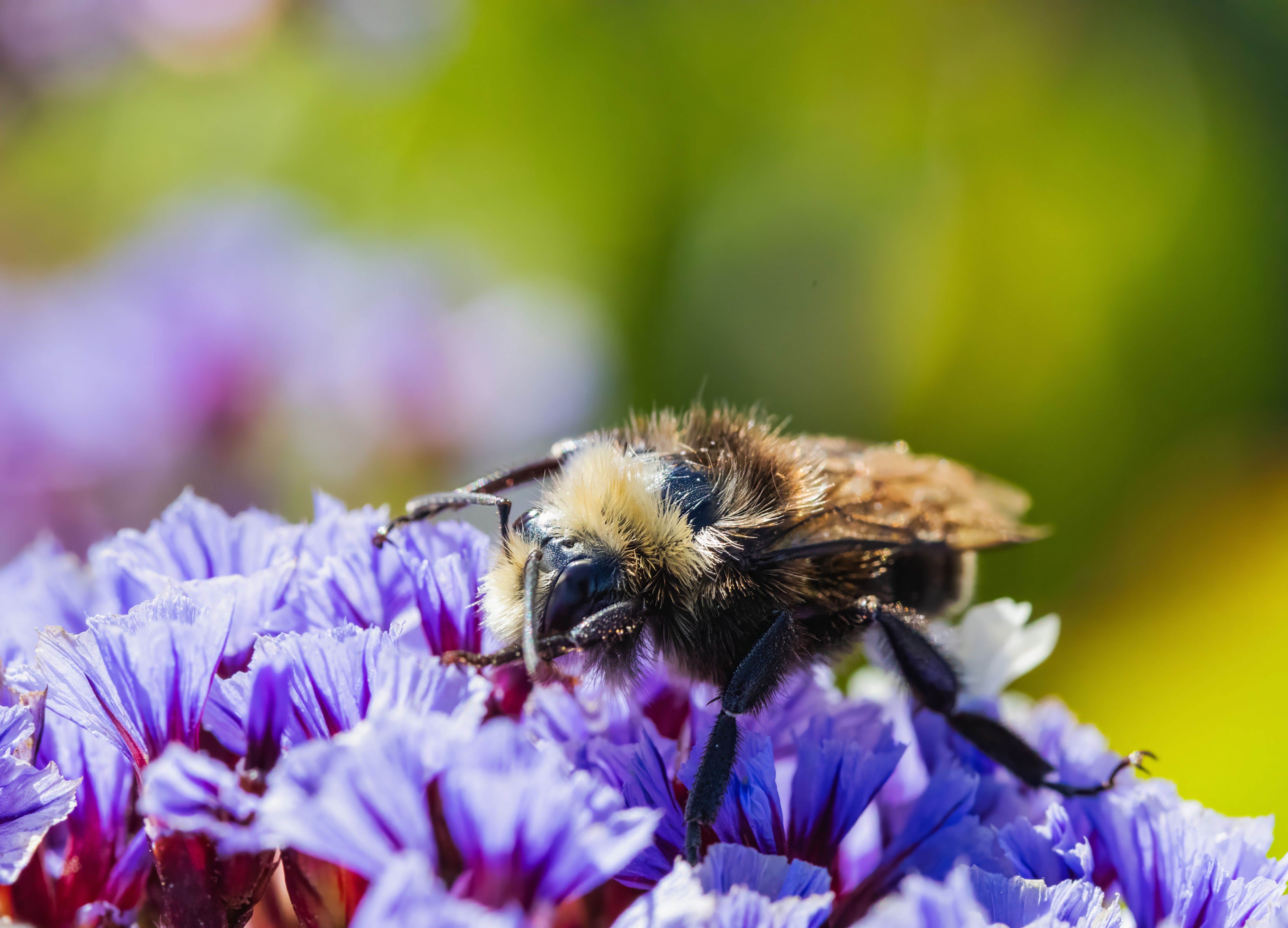 Foto de stock gratuita sobre abeja, de cerca, flores, fondo de pantalla ...