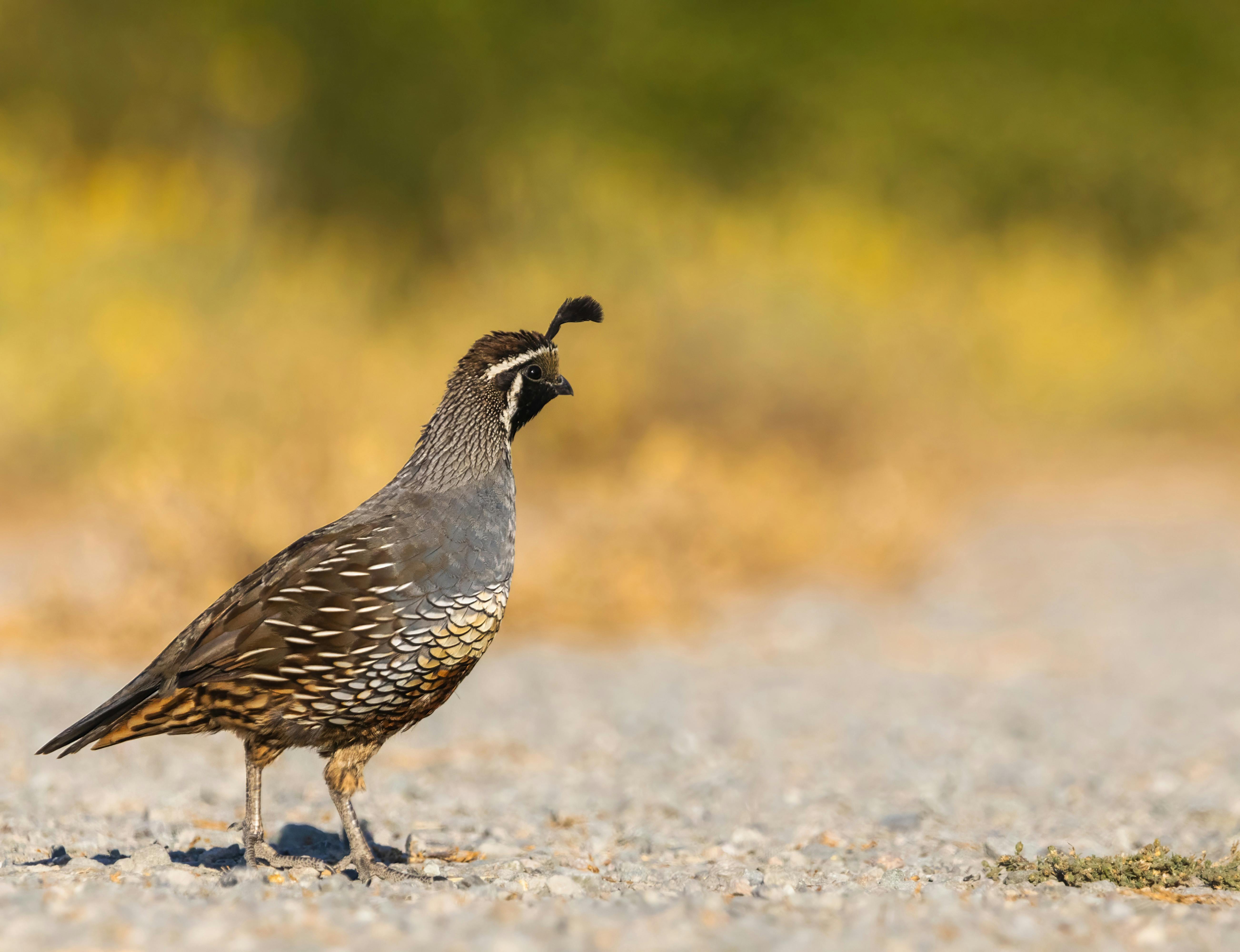 Quail on Ground · Free Stock Photo