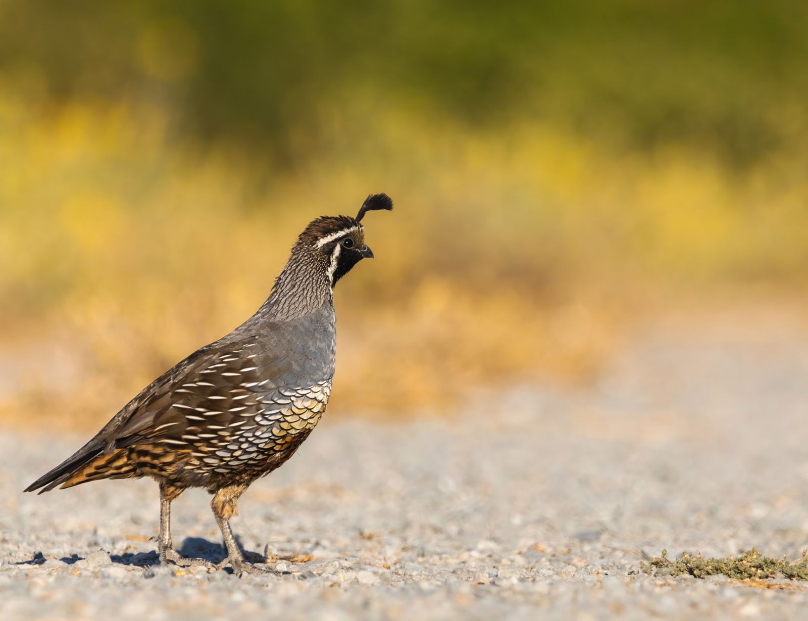 Quail Photos, Download The BEST Free Quail Stock Photos & HD Images