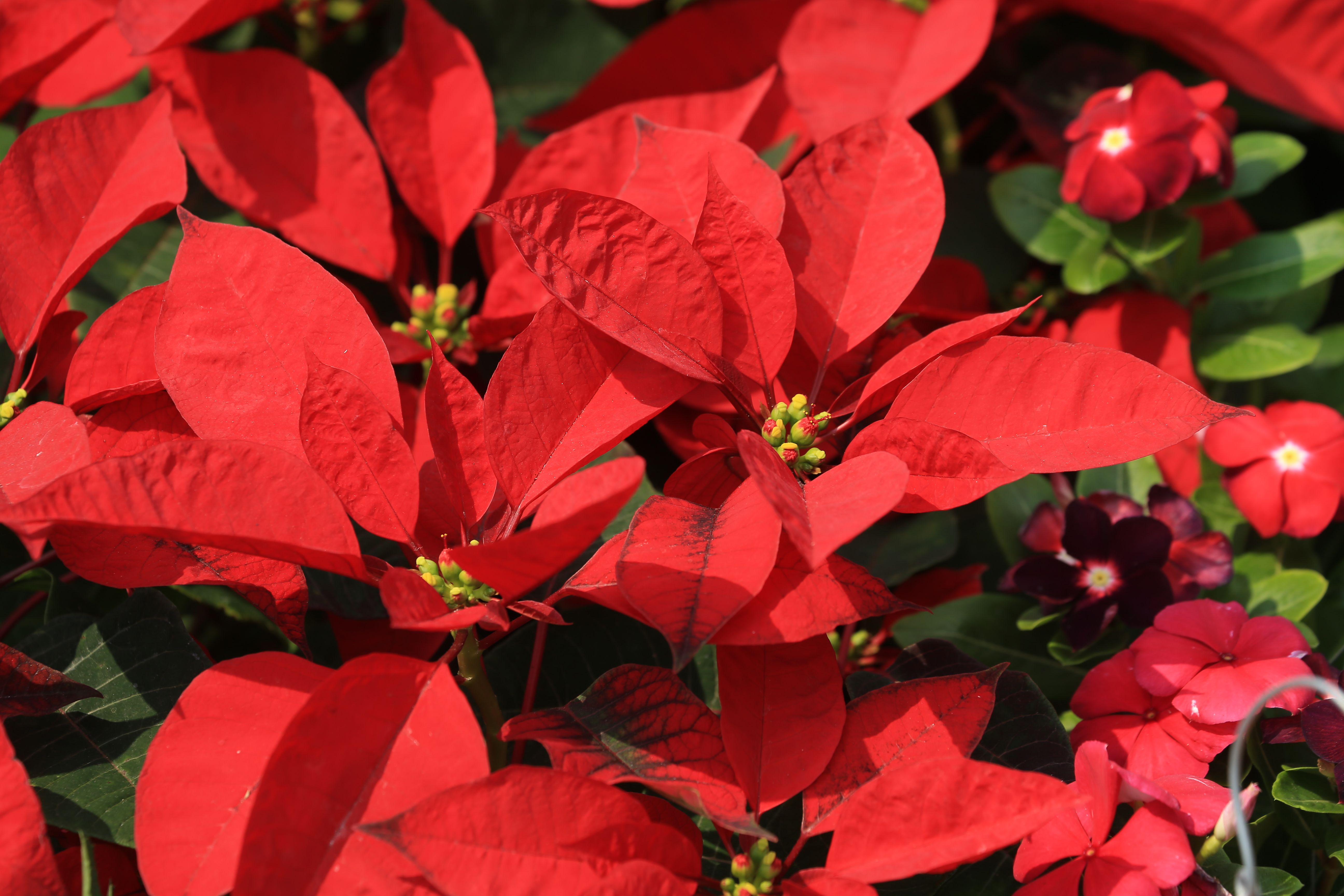 Close up of Red Plants Leaves · Free Stock Photo