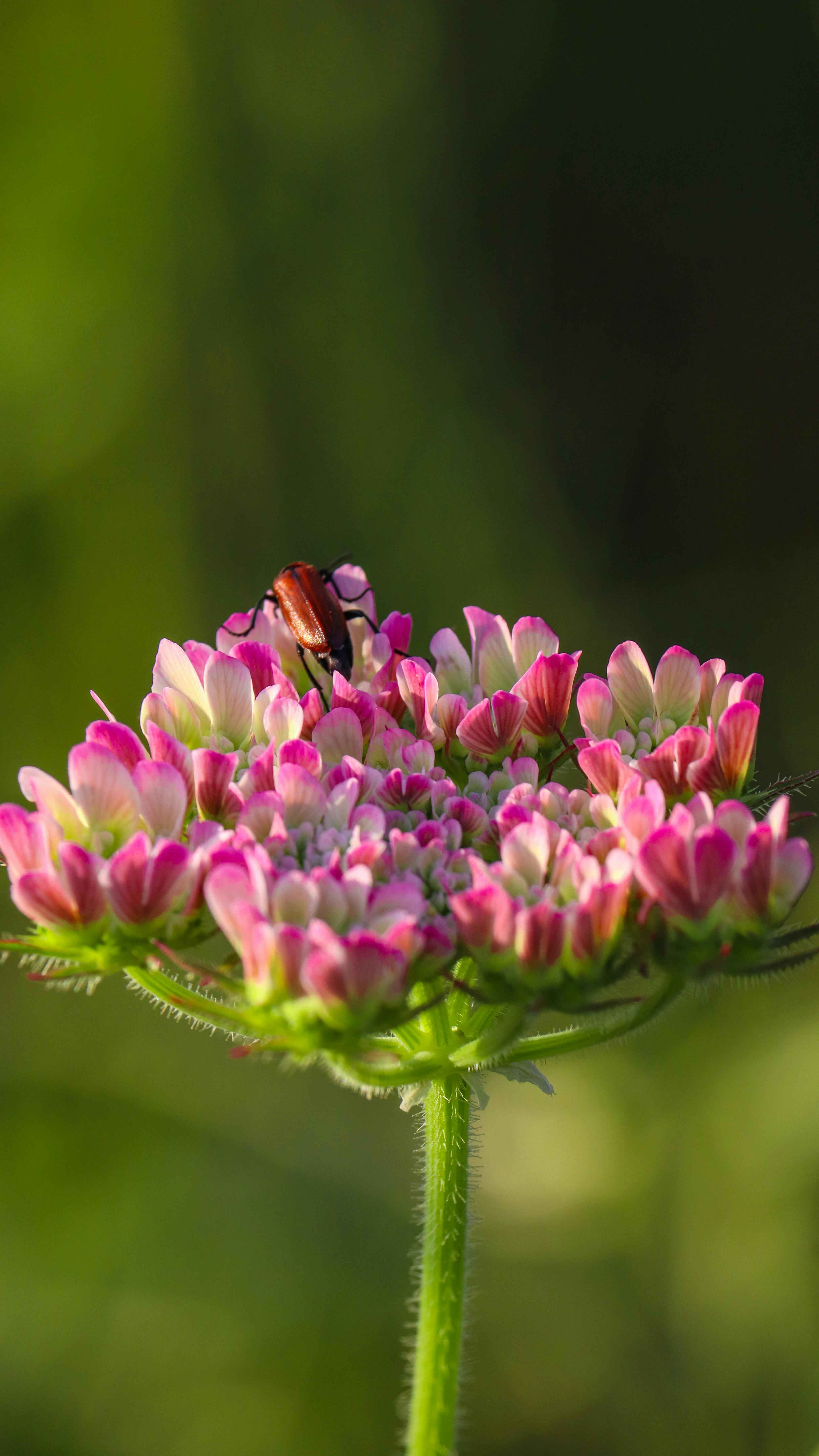 Insect on a Flower · Free Stock Photo