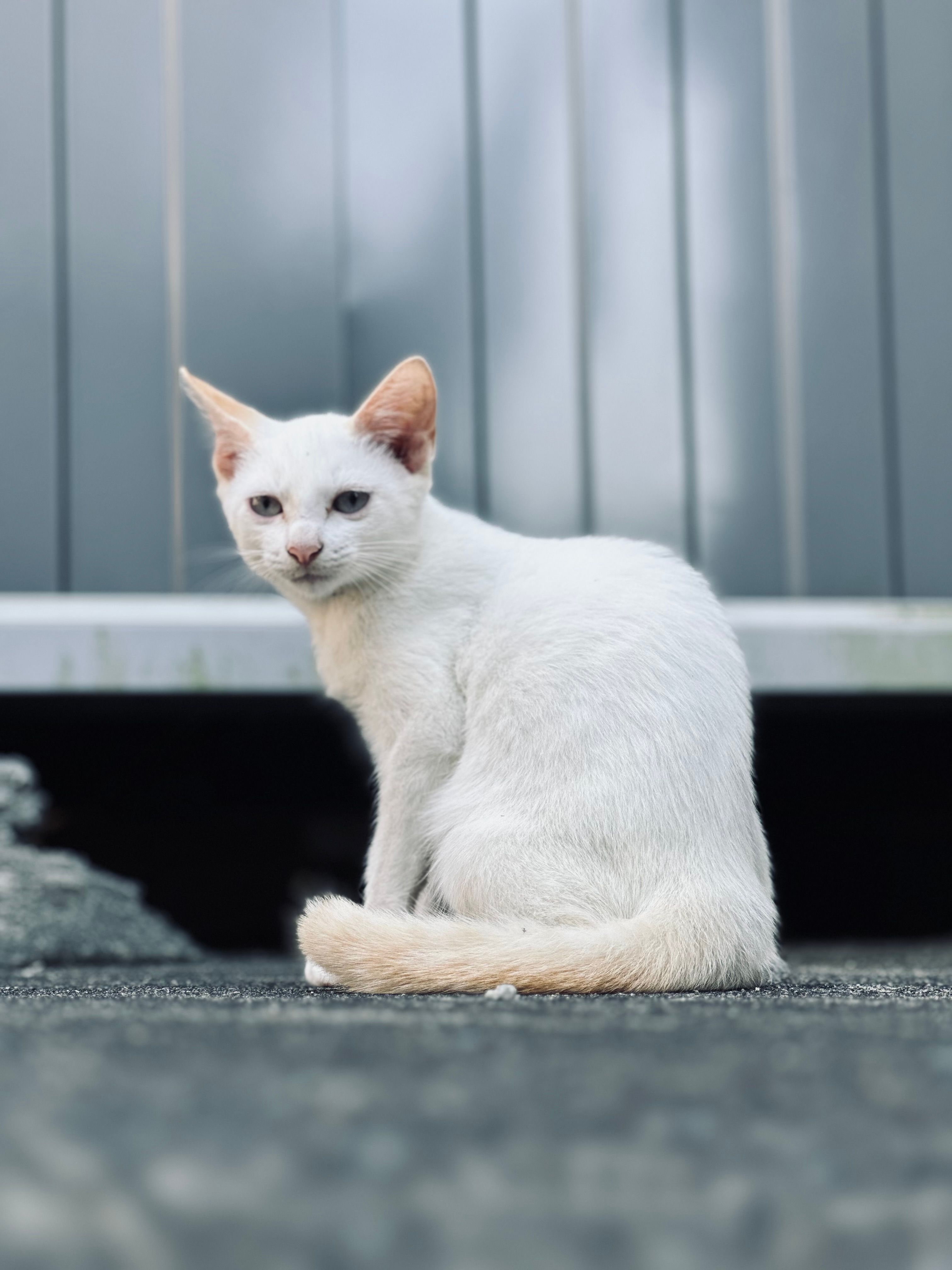 Close-up of a White Kitten · Free Stock Photo