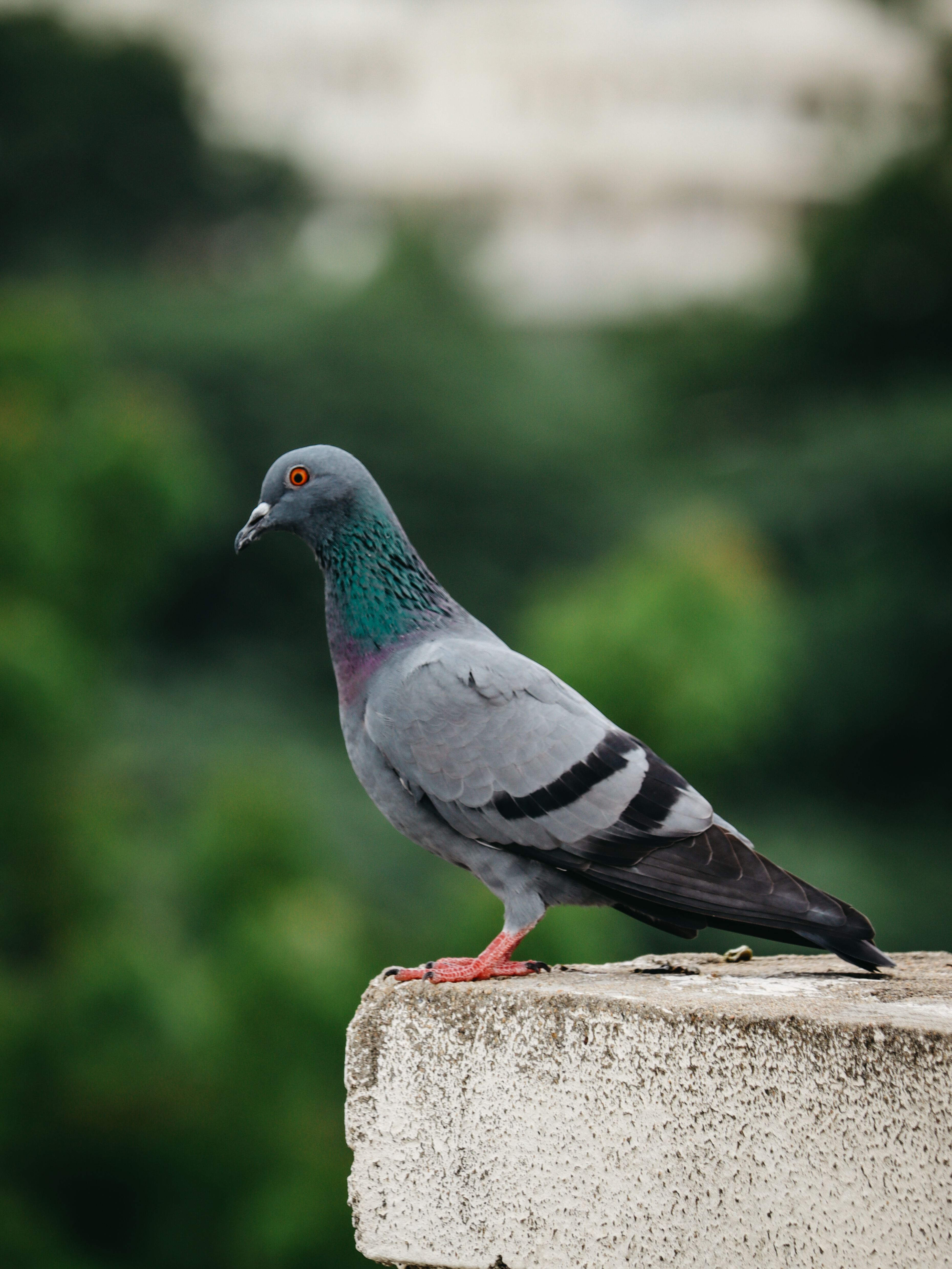 Pigeon at Corner · Free Stock Photo