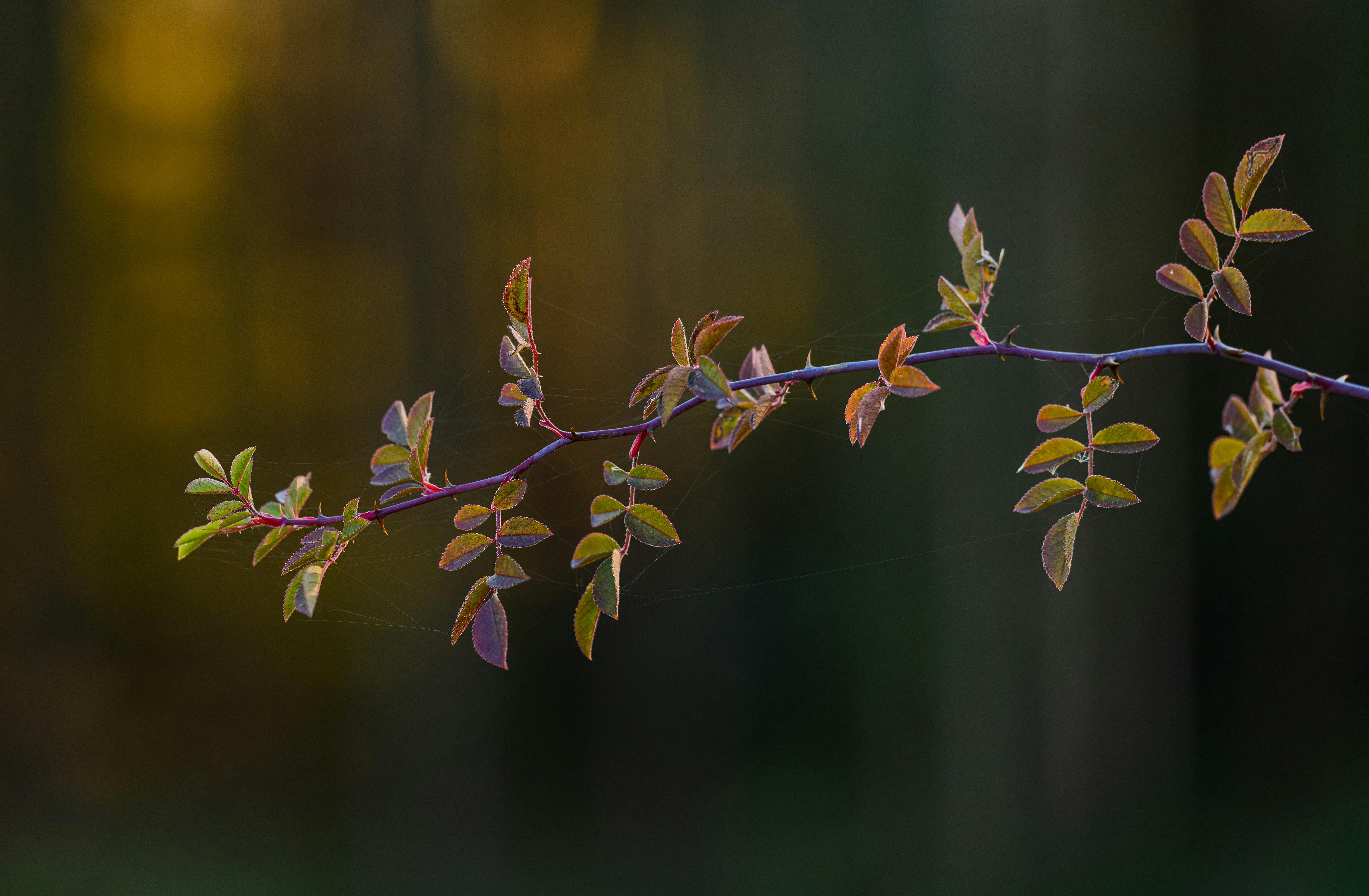 Close-up of a Branch with Spikes · Free Stock Photo