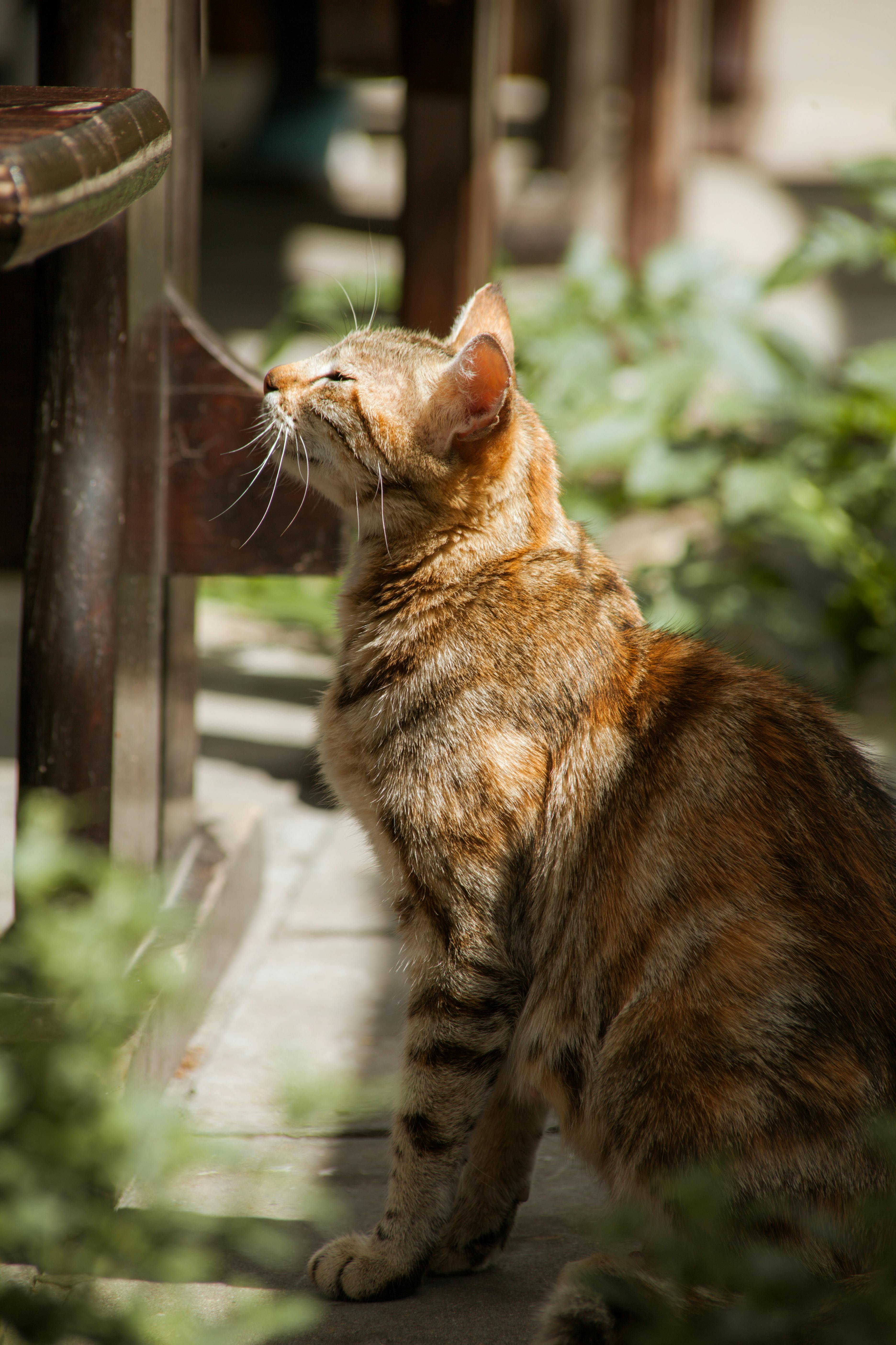 Ginger Cat in Sunlight · Free Stock Photo
