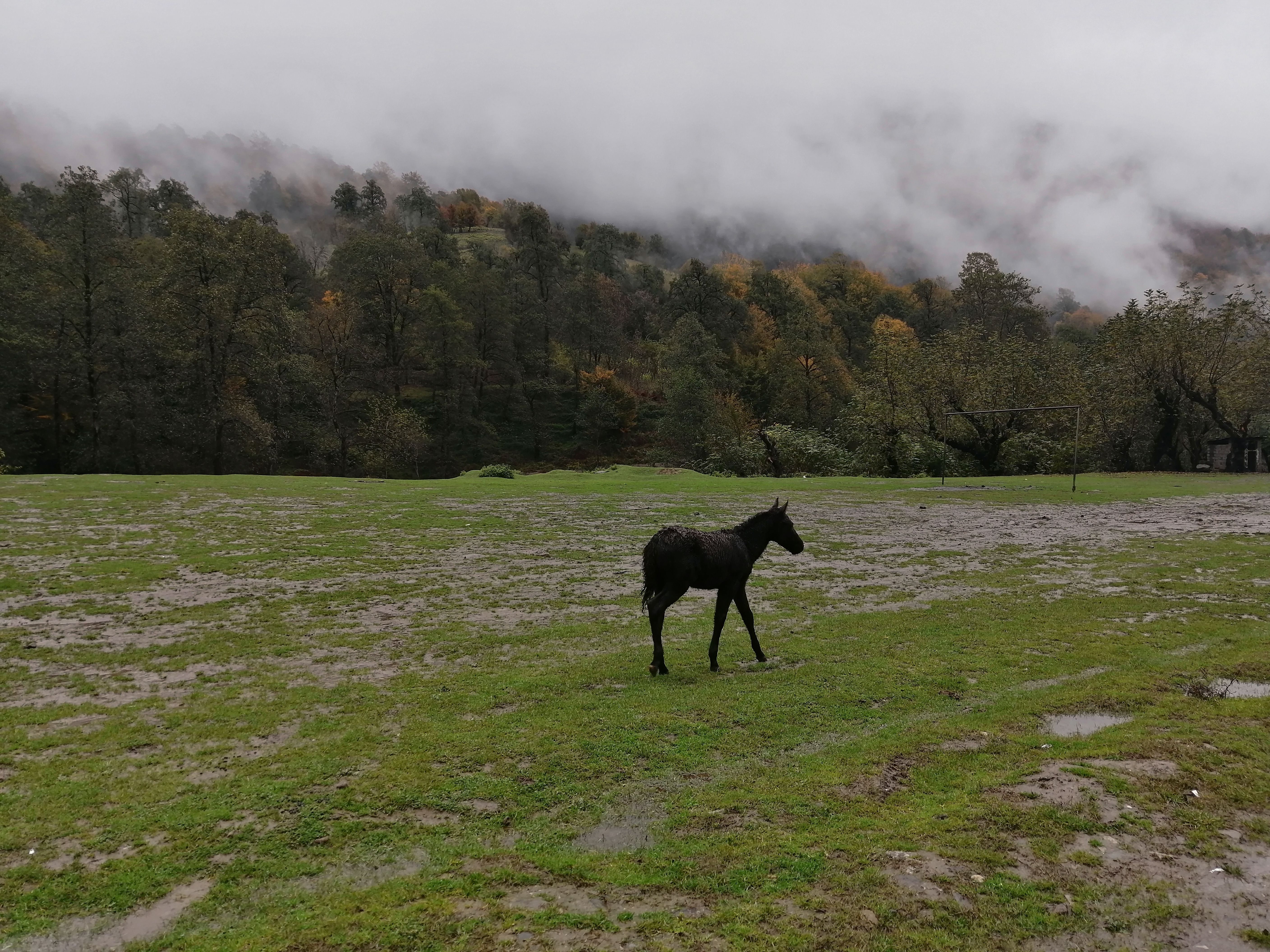 Horse Near Trees · Free Stock Photo