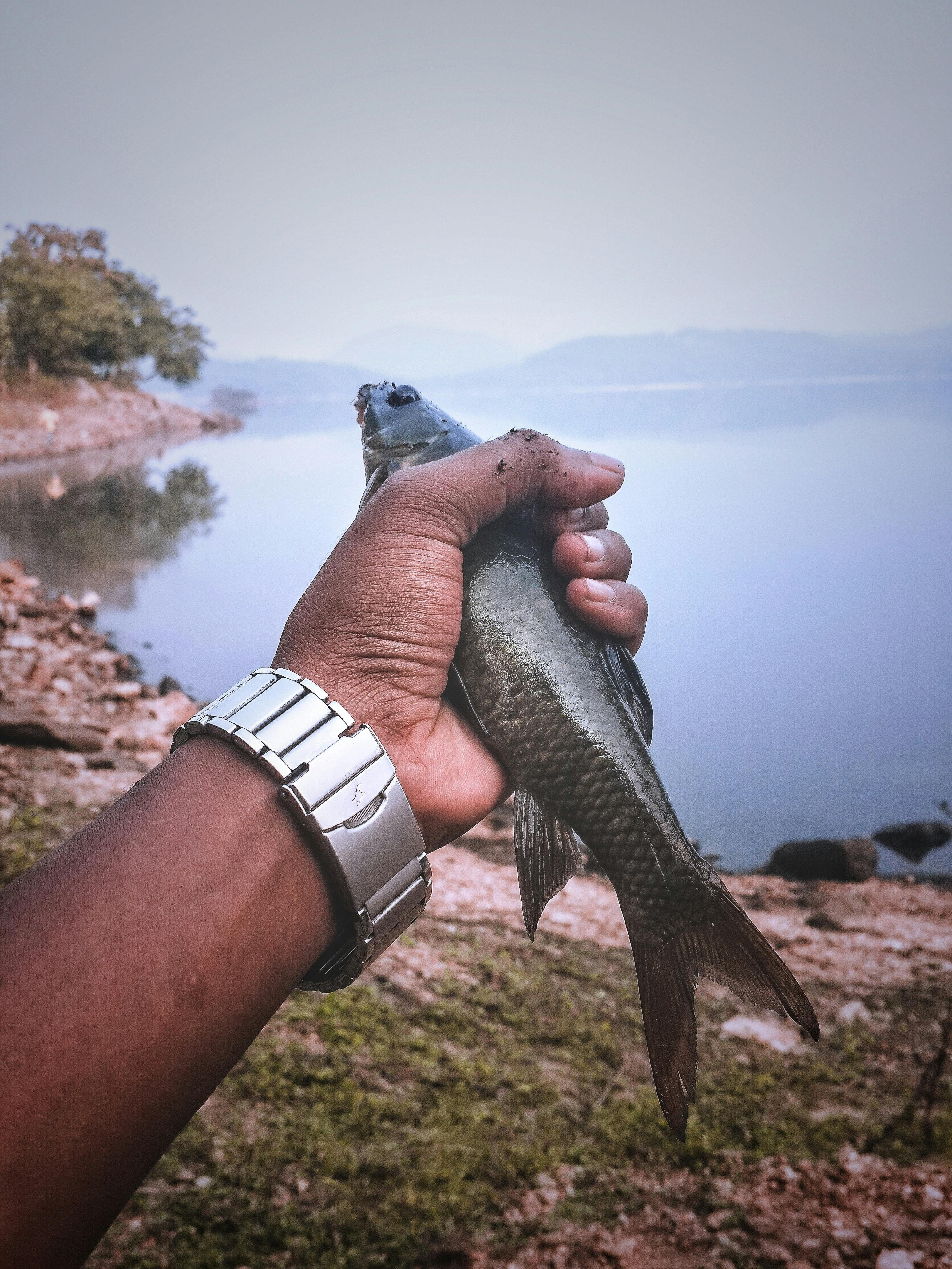 Free stock photo of deviantart, photoshop