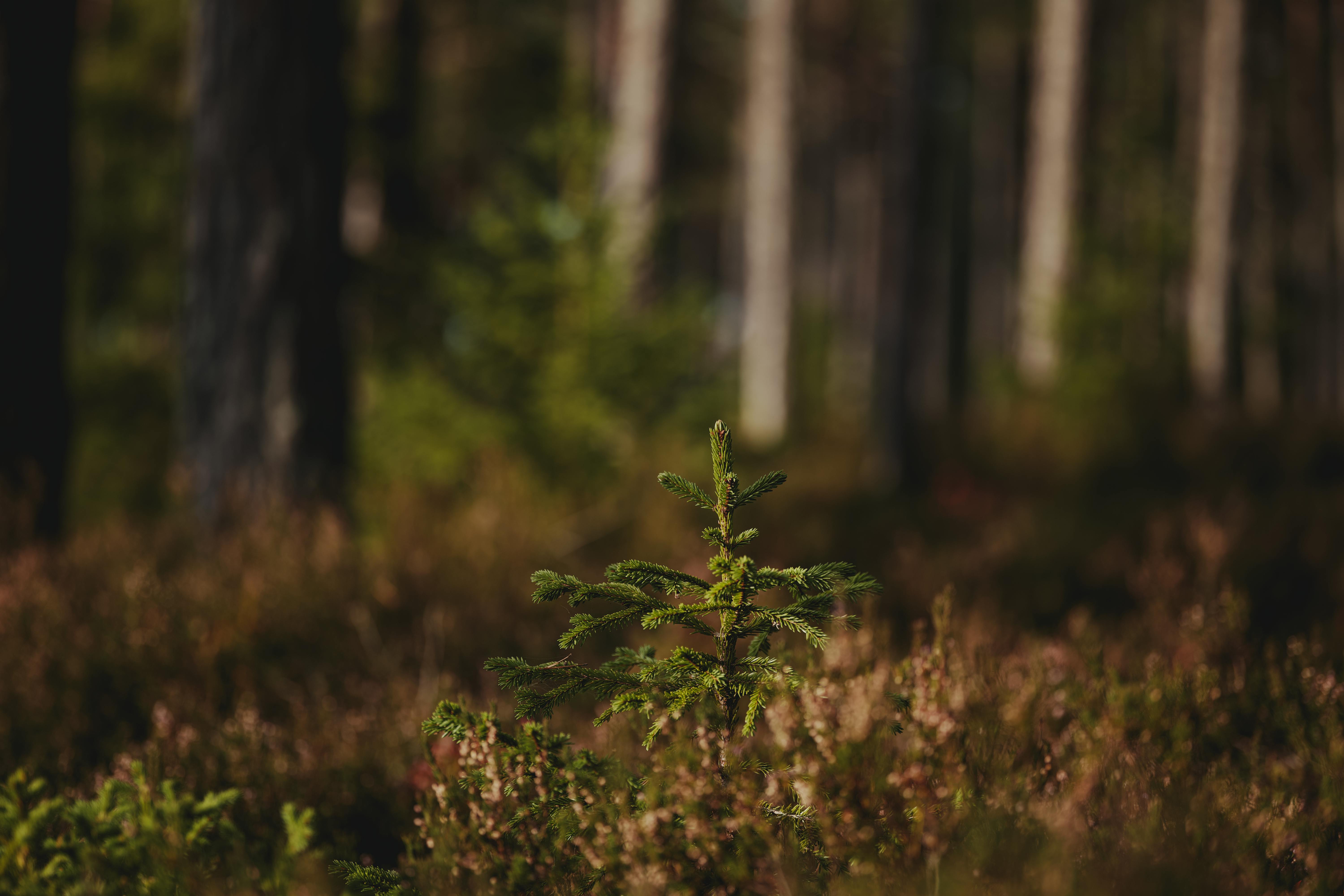 Conifer Seedling at Forest Clearing · Free Stock Photo