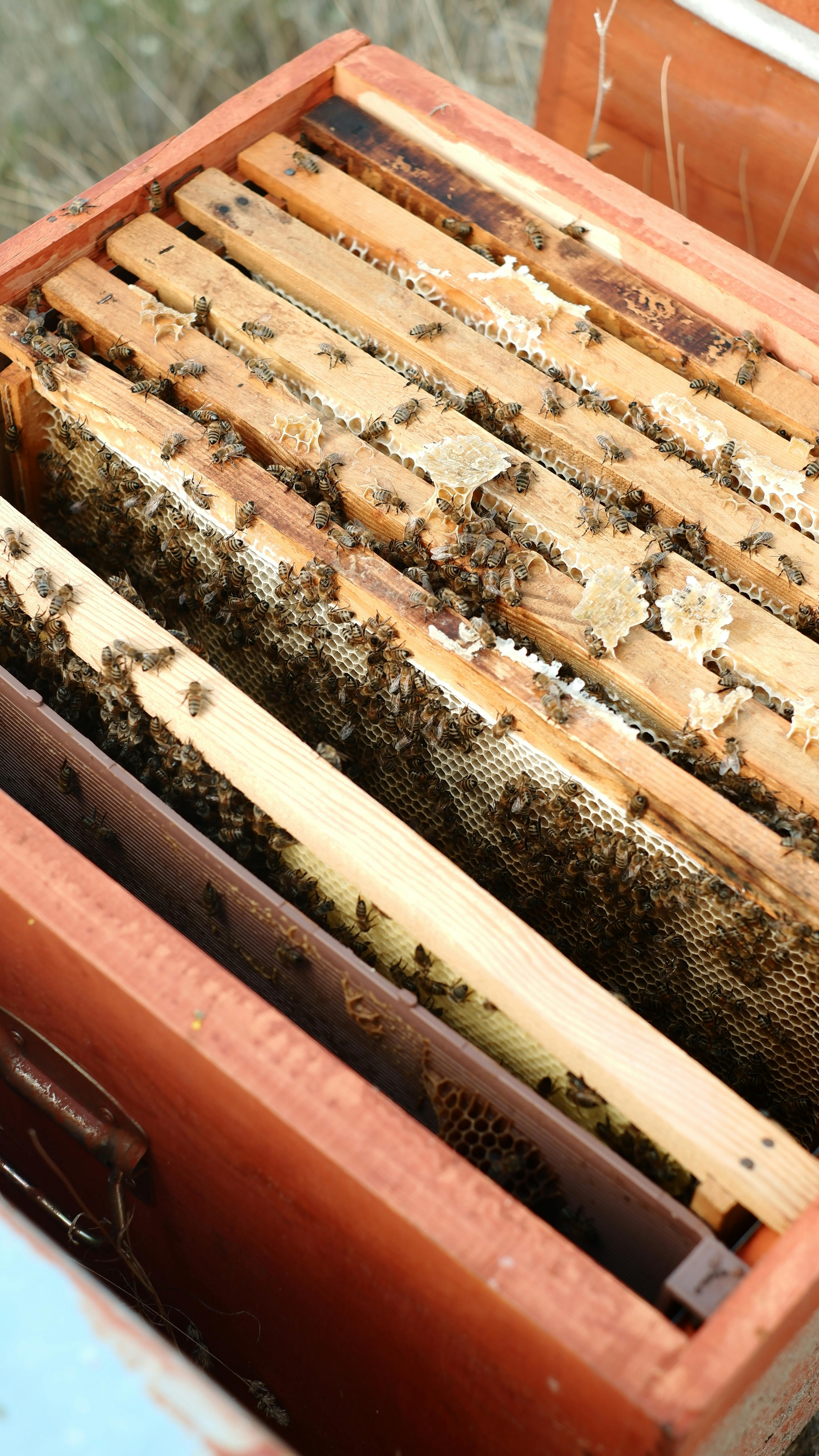 Extreme Close-up of a Beehive · Free Stock Photo