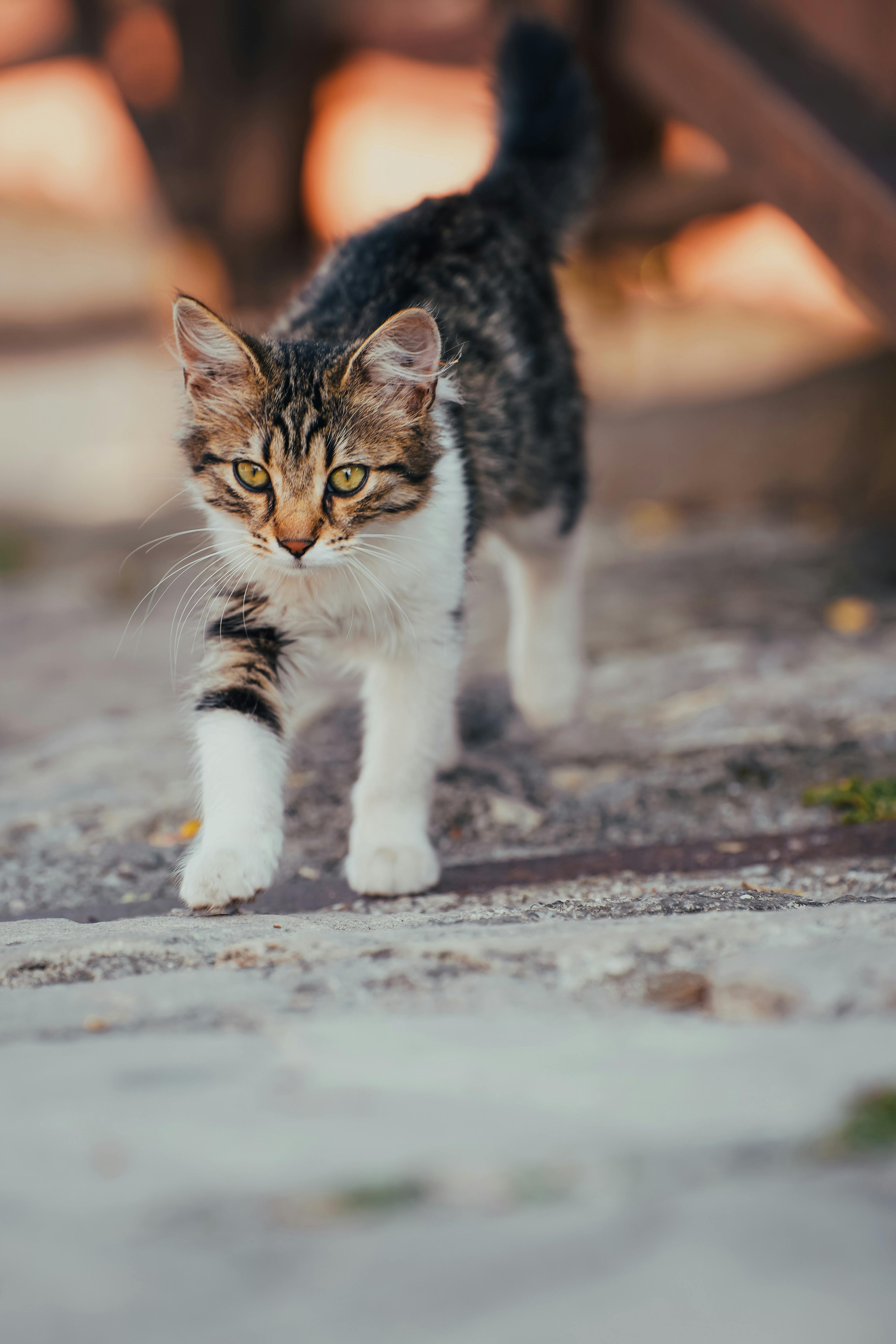 Cool Looking Domestic Cats