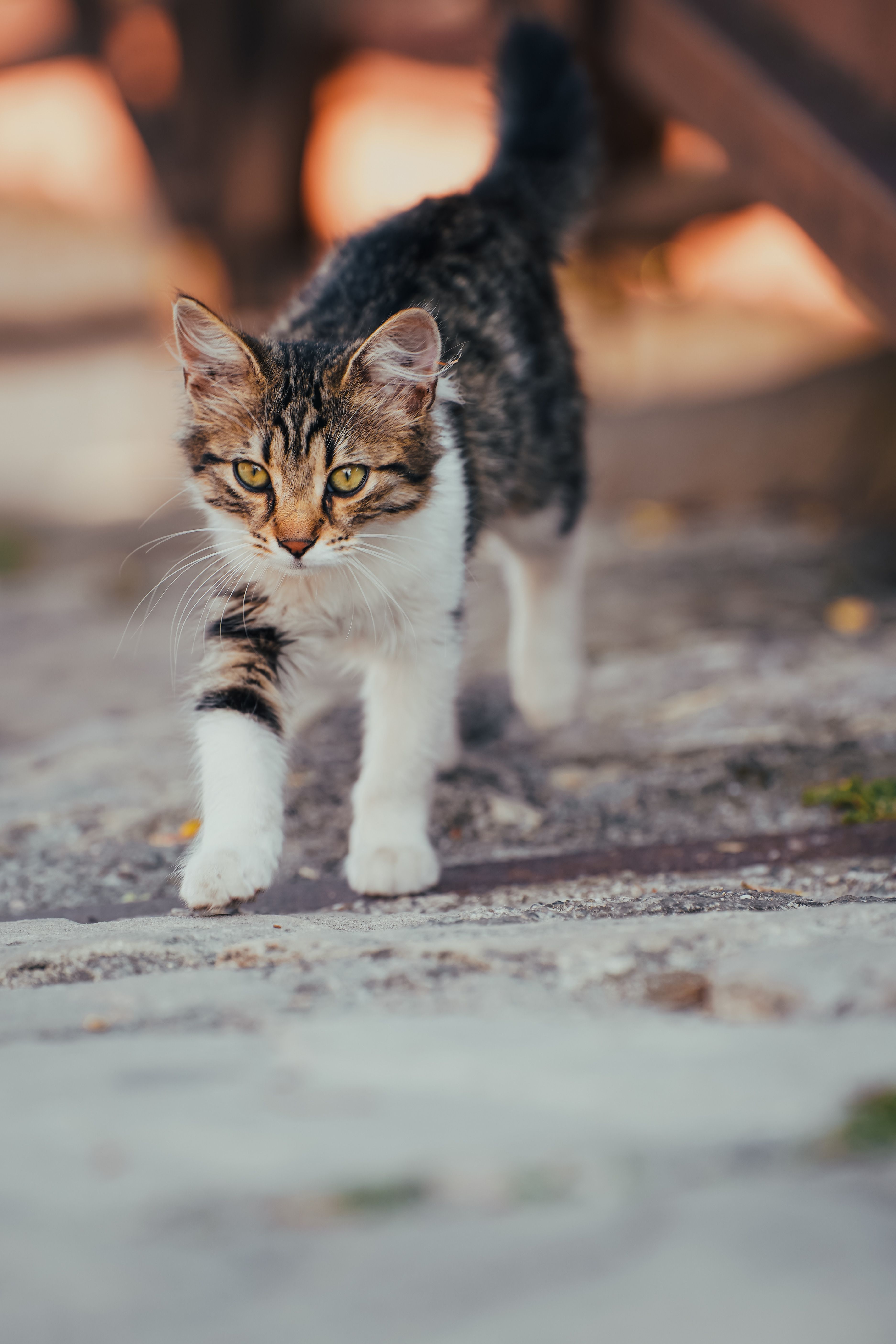A Cat Walking Outside · Free Stock Photo