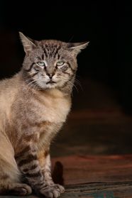 How To Stop A Cat From Spraying Indoors Home Remedies Cat Kitty How To Stop A Cat From Spraying Indoors Home Remedies Cat Kitty