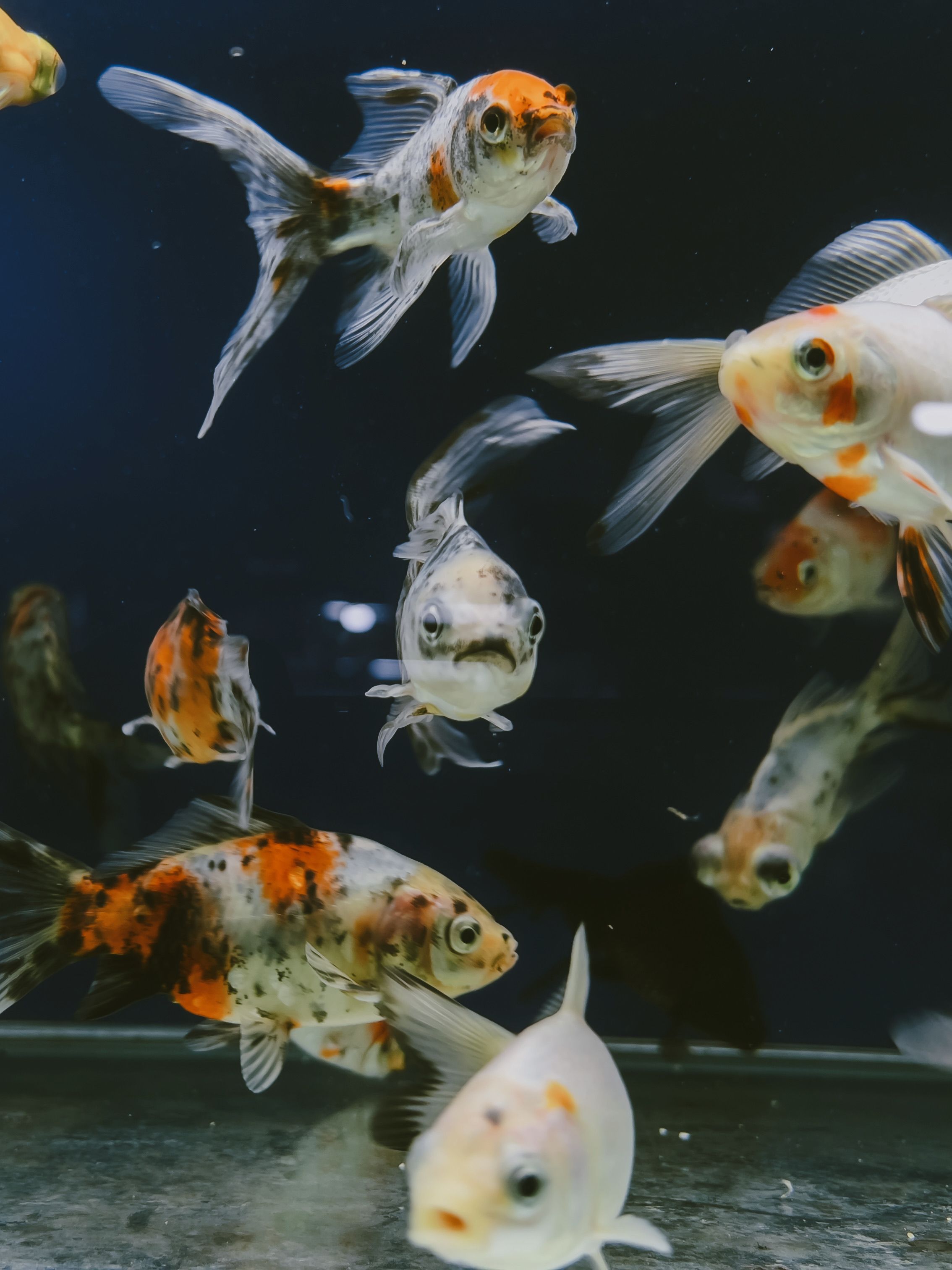 Close up of Fish · Free Stock Photo