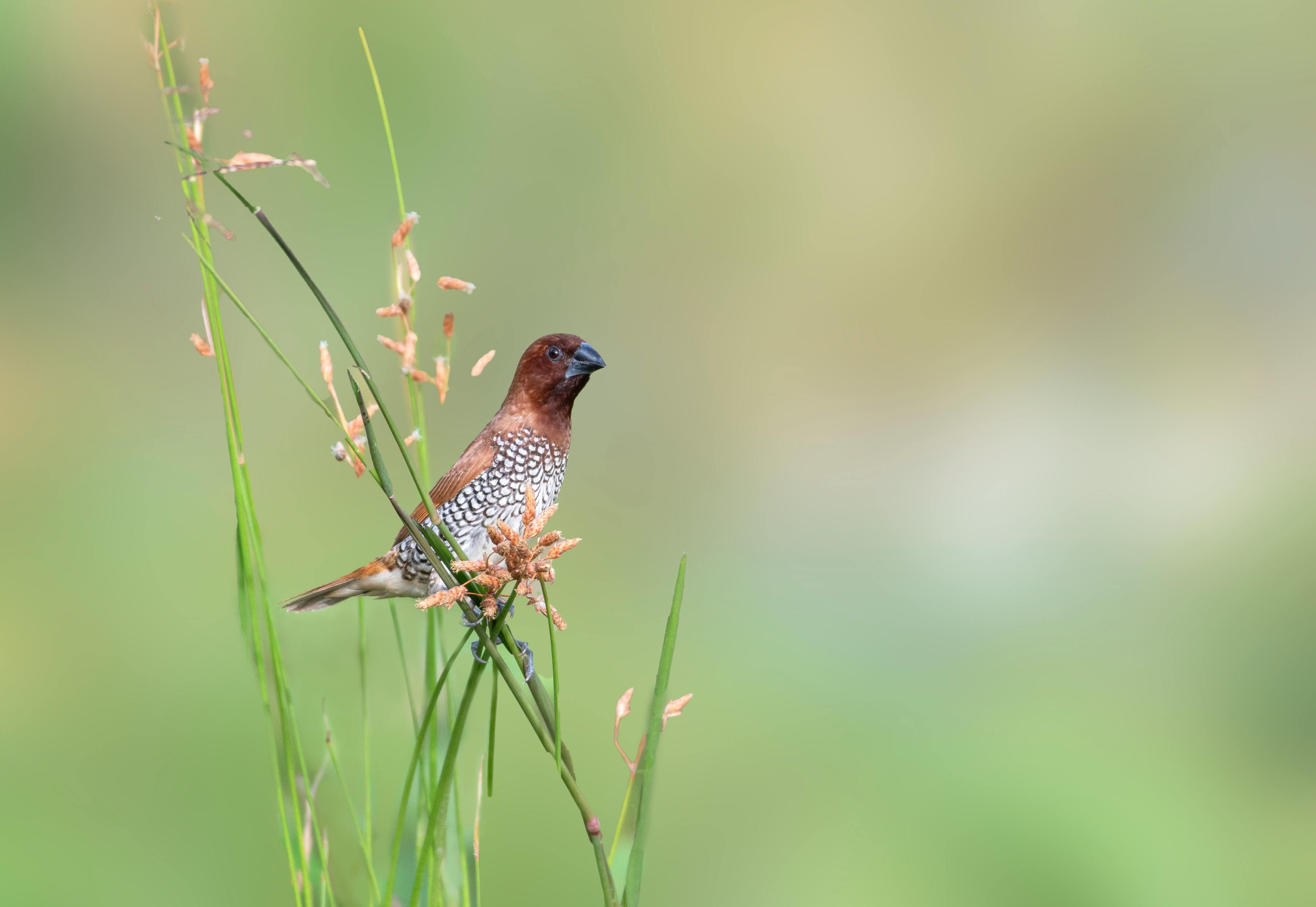 Scaly Breasted Munia Perching on Grass · Free Stock Photo