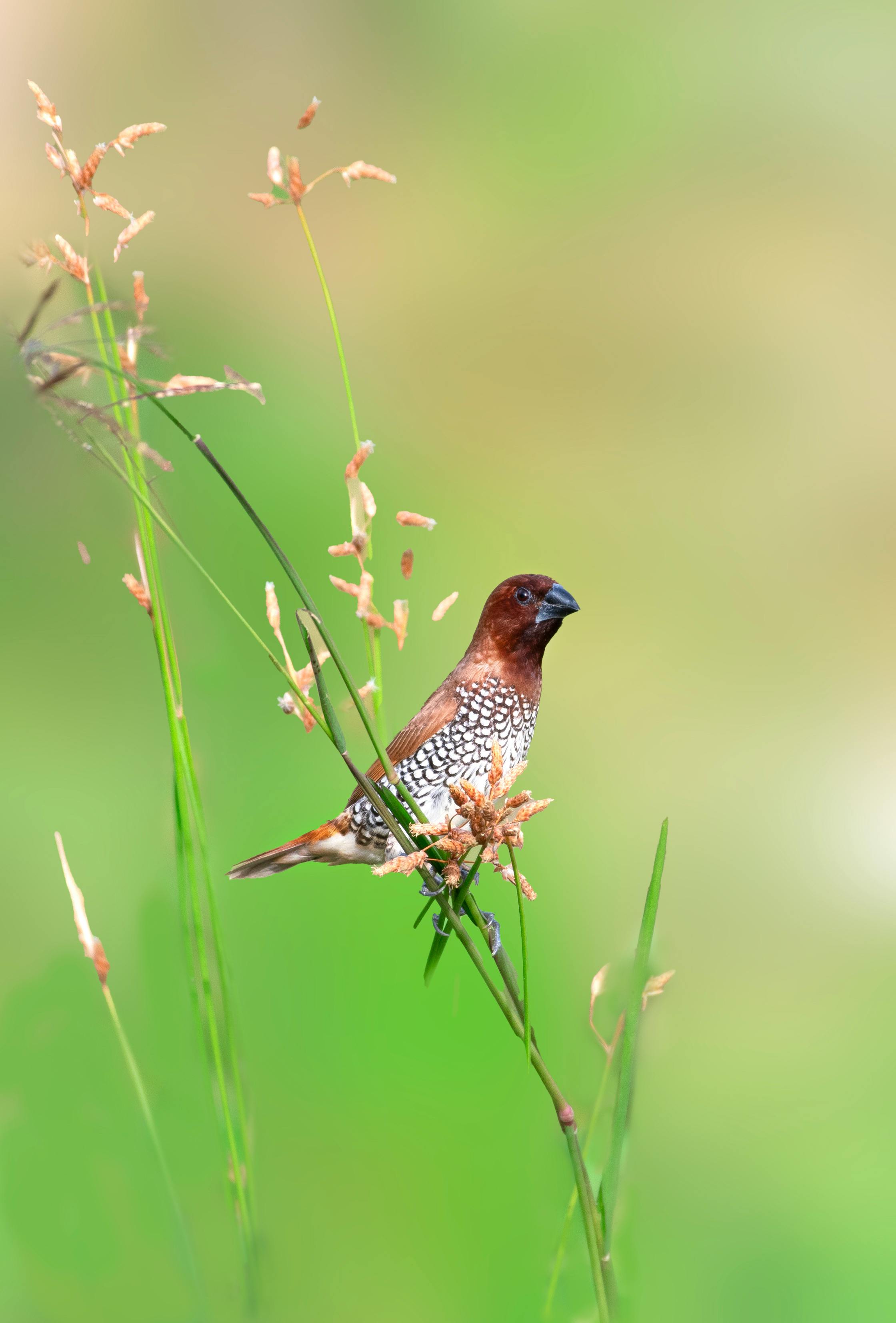 Scaly-Breasted Munia Perched on a Grass Stalk · Free Stock Photo
