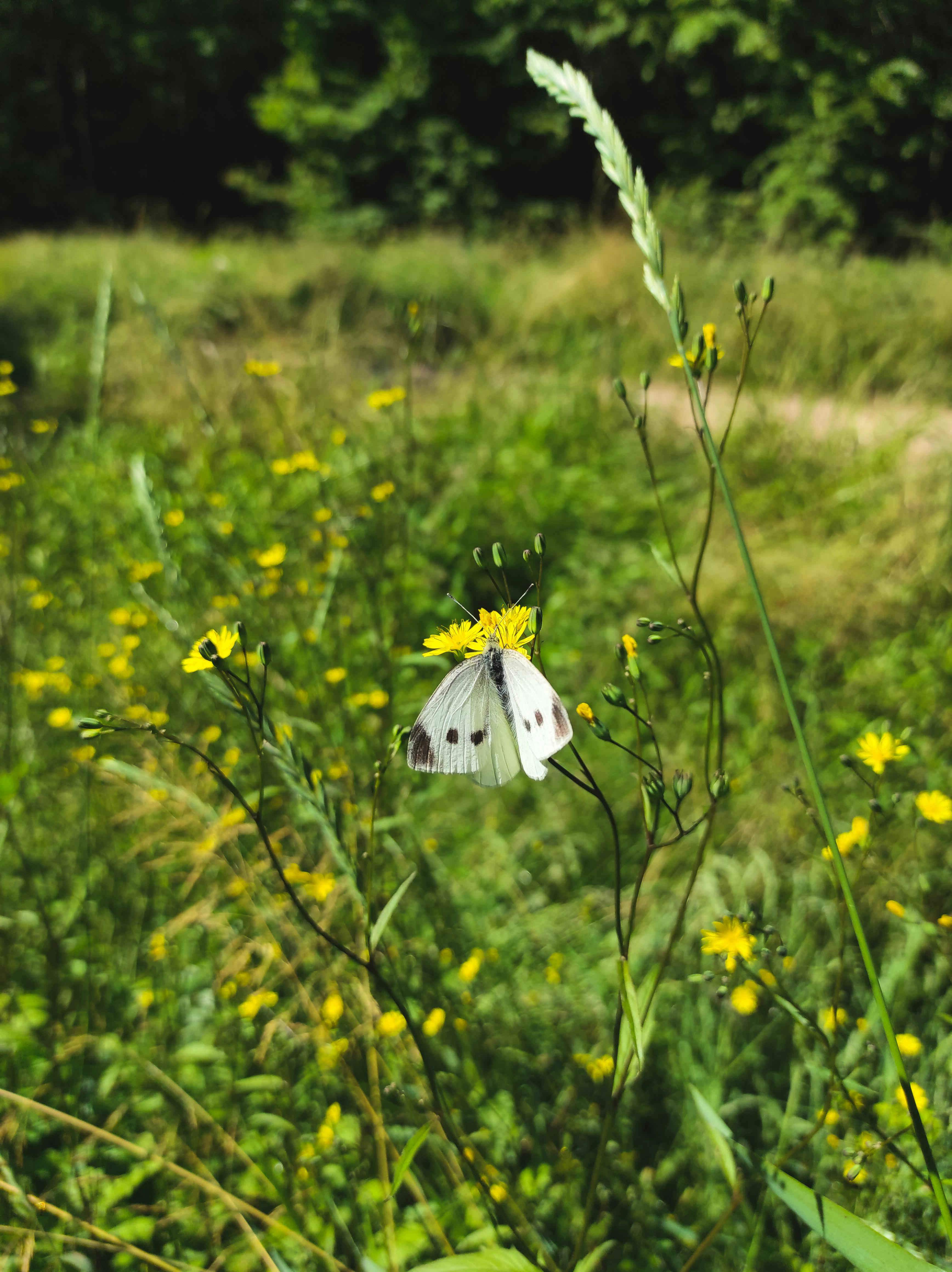 Insects 🦋🐝 1 Photos & Videos Collected by Lora Rikky