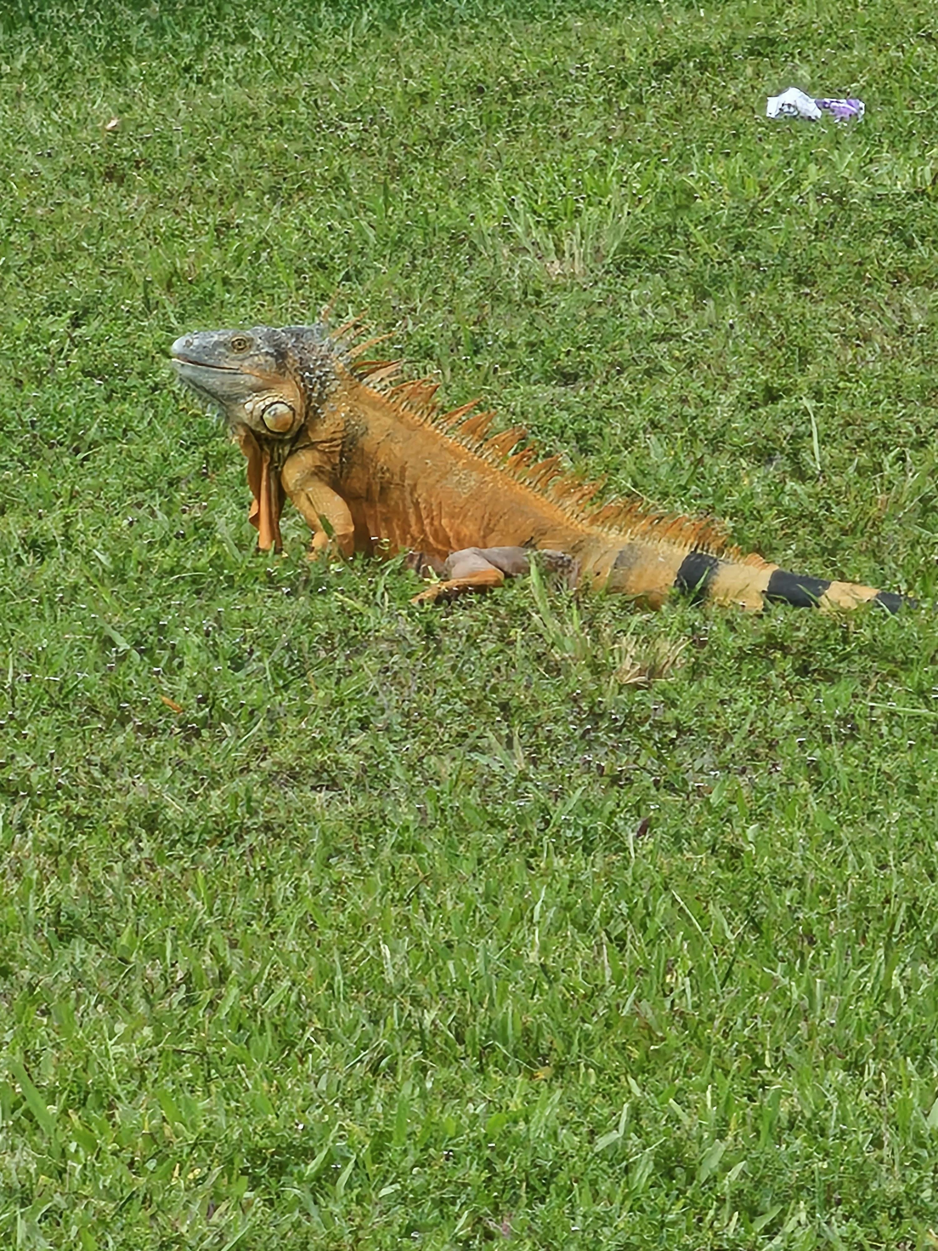 Wayne Howell - Fotografía