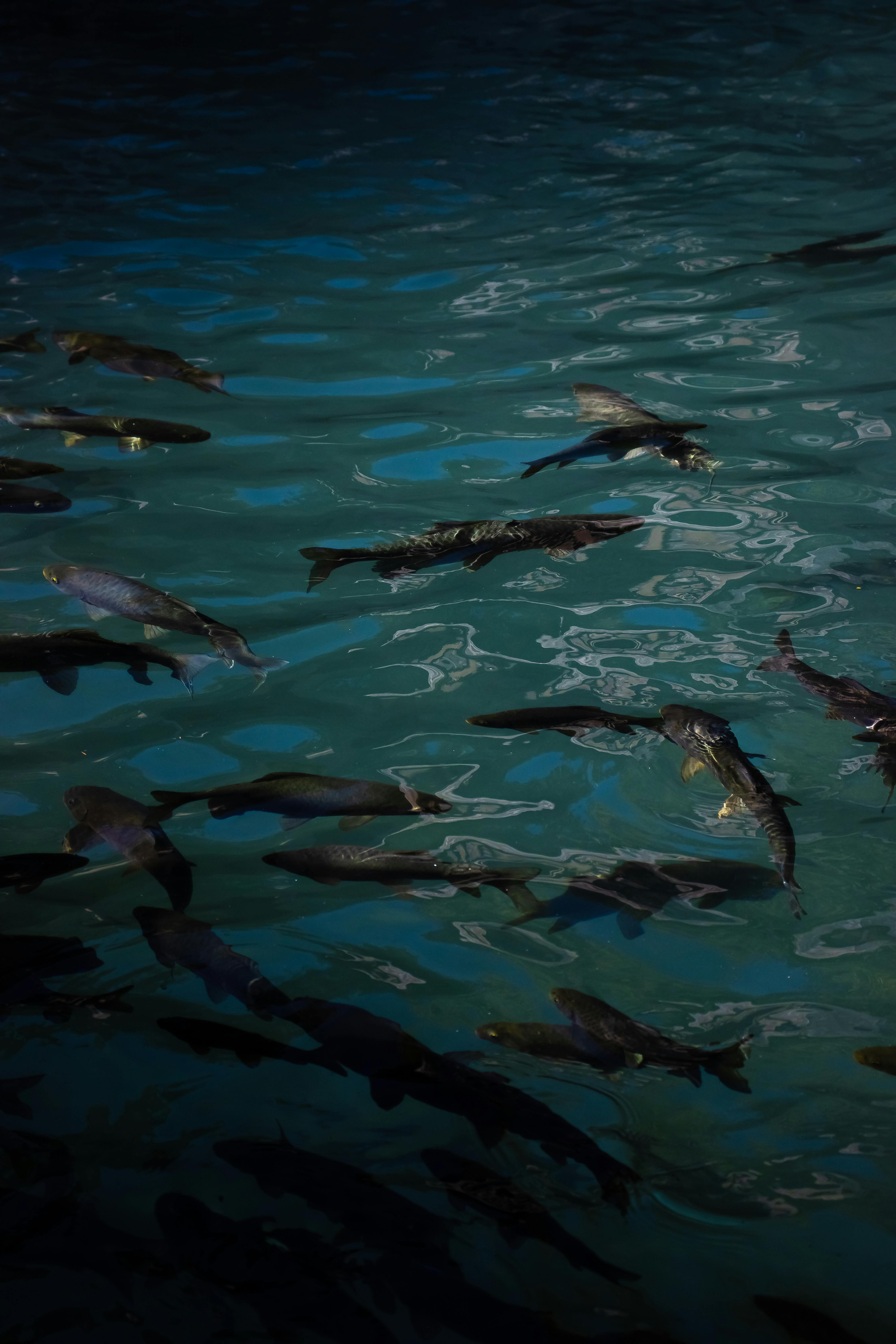 Dorado Fish Photos, Download The BEST Free Dorado Fish Stock Photos ...