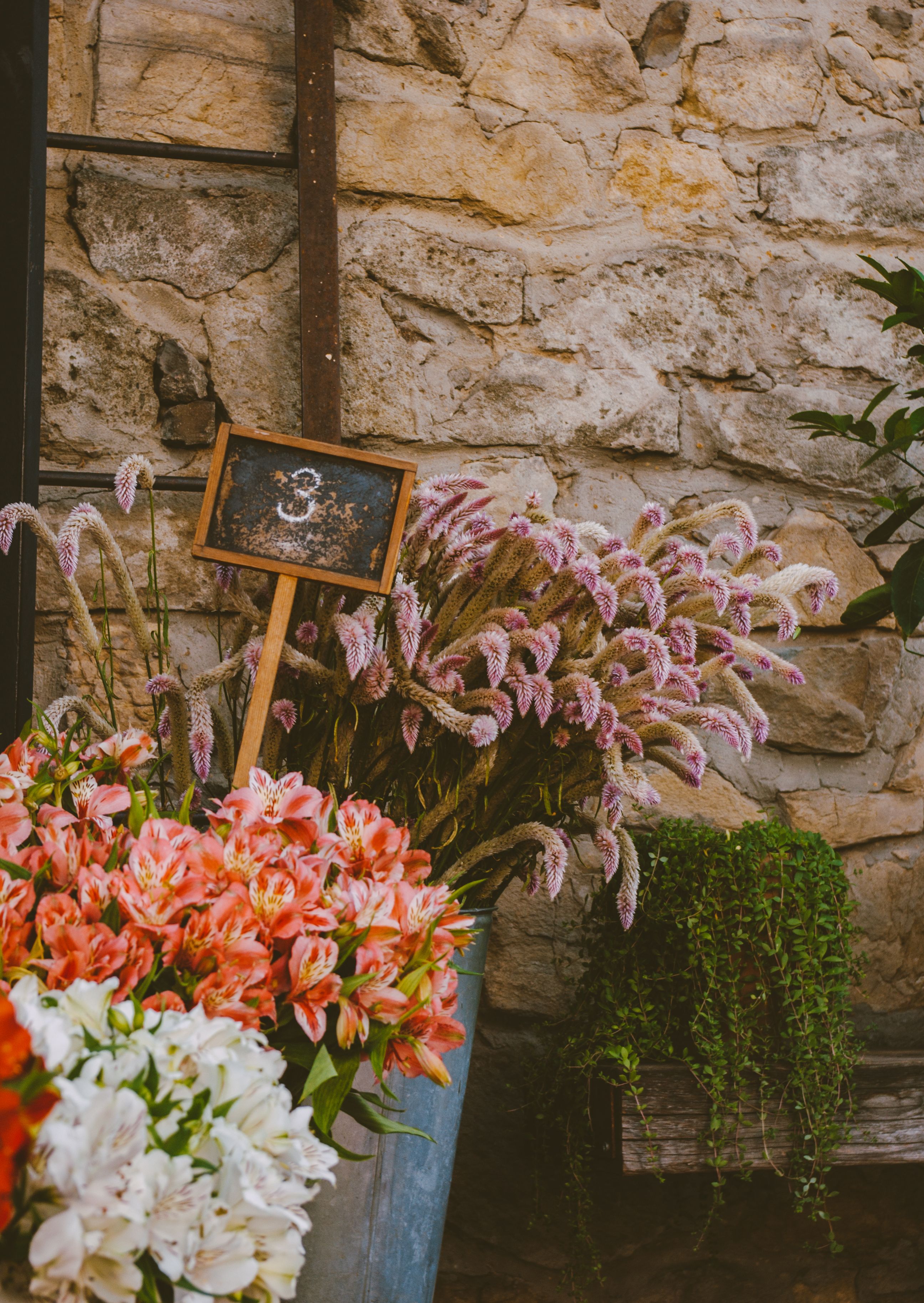 Flowers on Display · Free Stock Photo