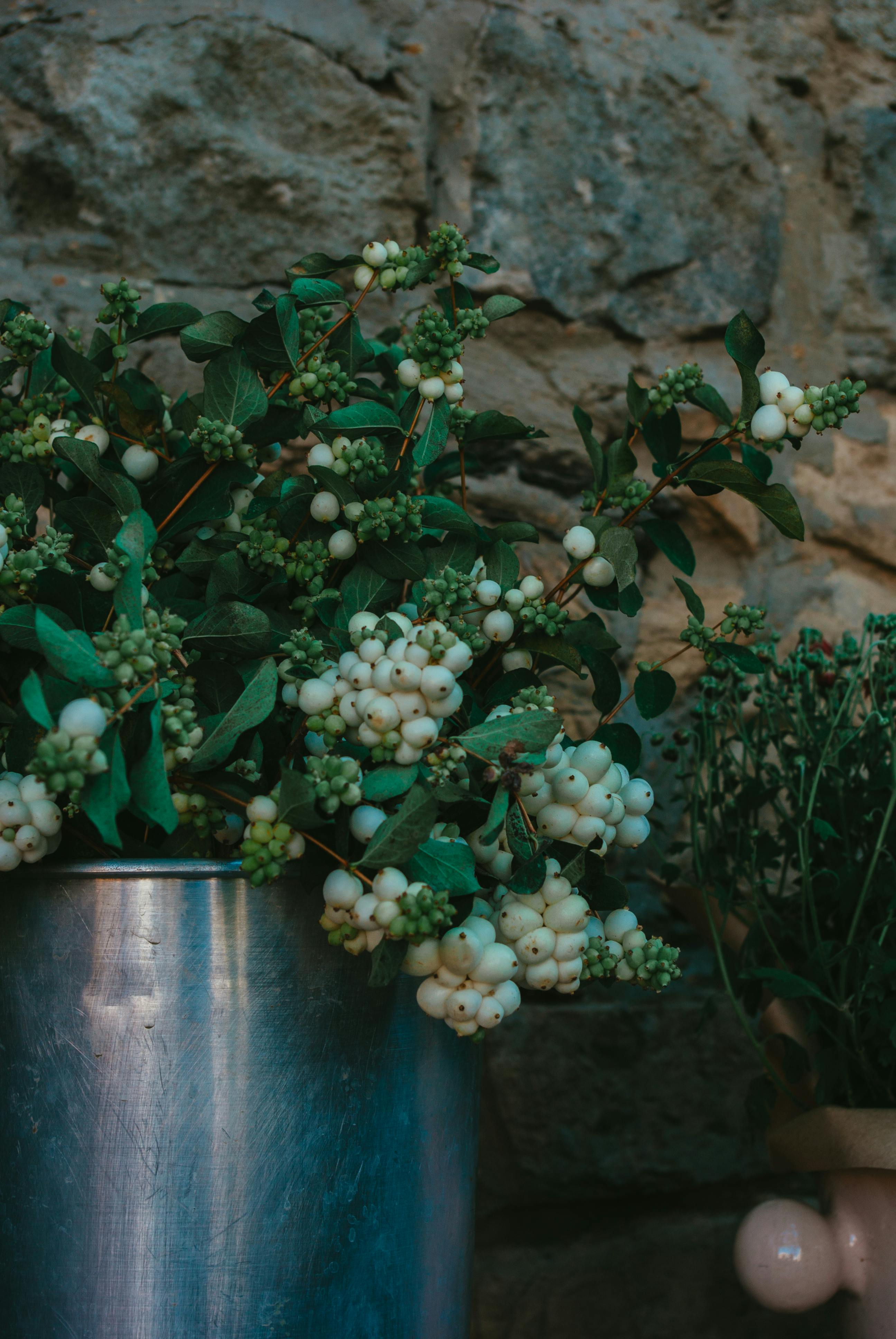 Shrub Stage Photos, Download The BEST Free Shrub Stage Stock Photos ...