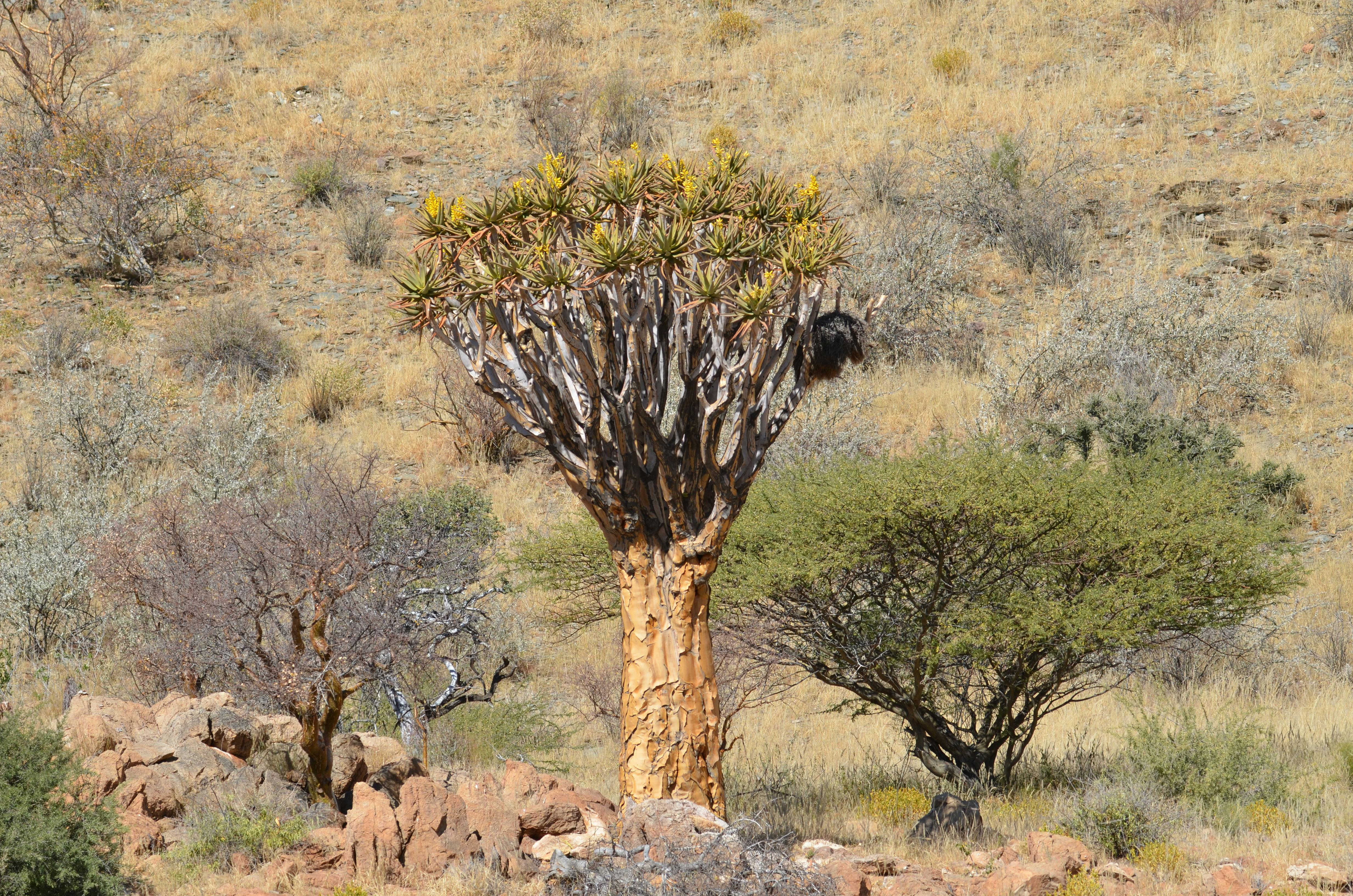 Quiver Tree and Bushes Growing at a Hill Foot · Free Stock Photo