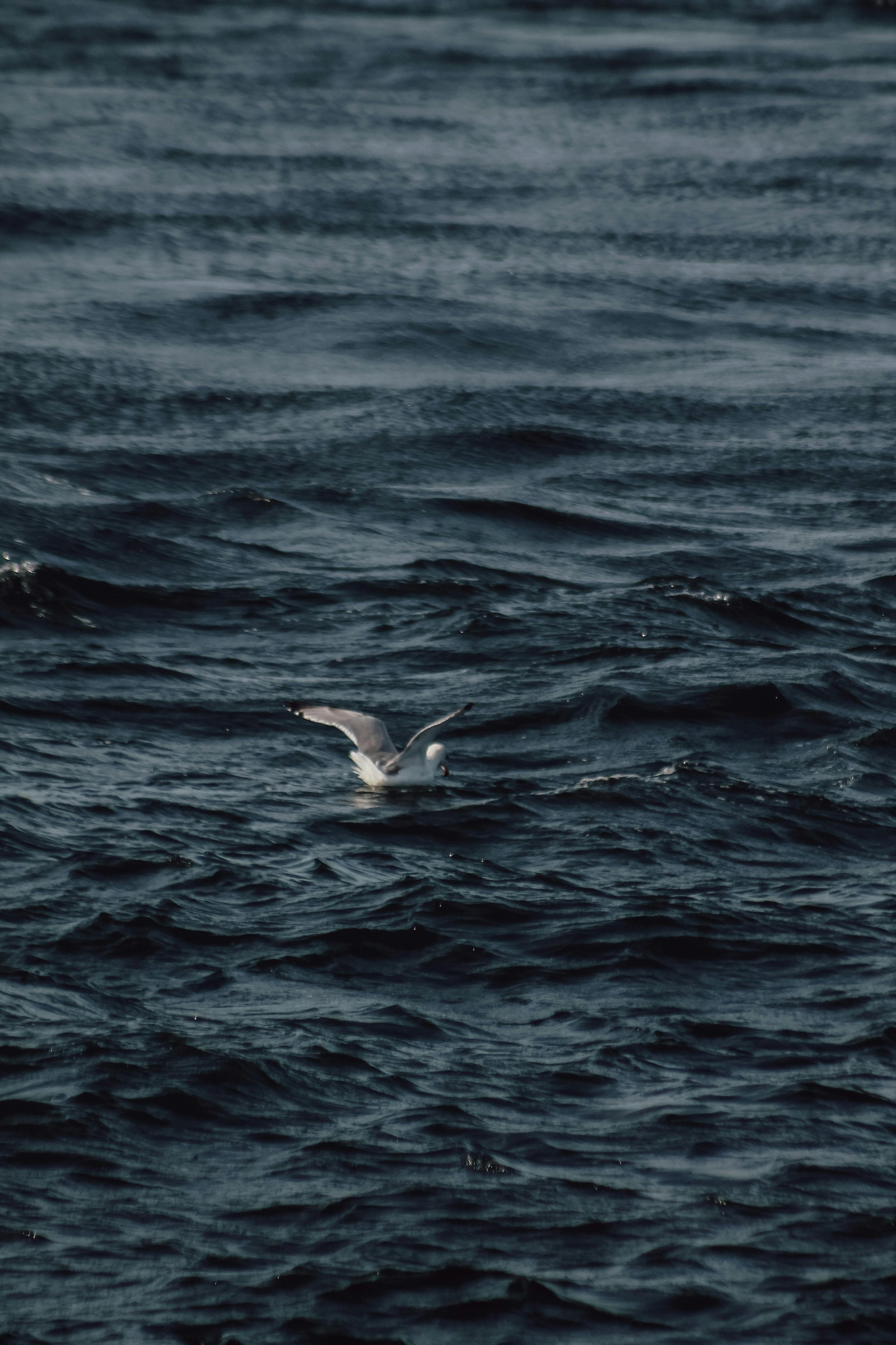 Bird Flapping Wings Photos, Download The BEST Free Bird Flapping Wings ...