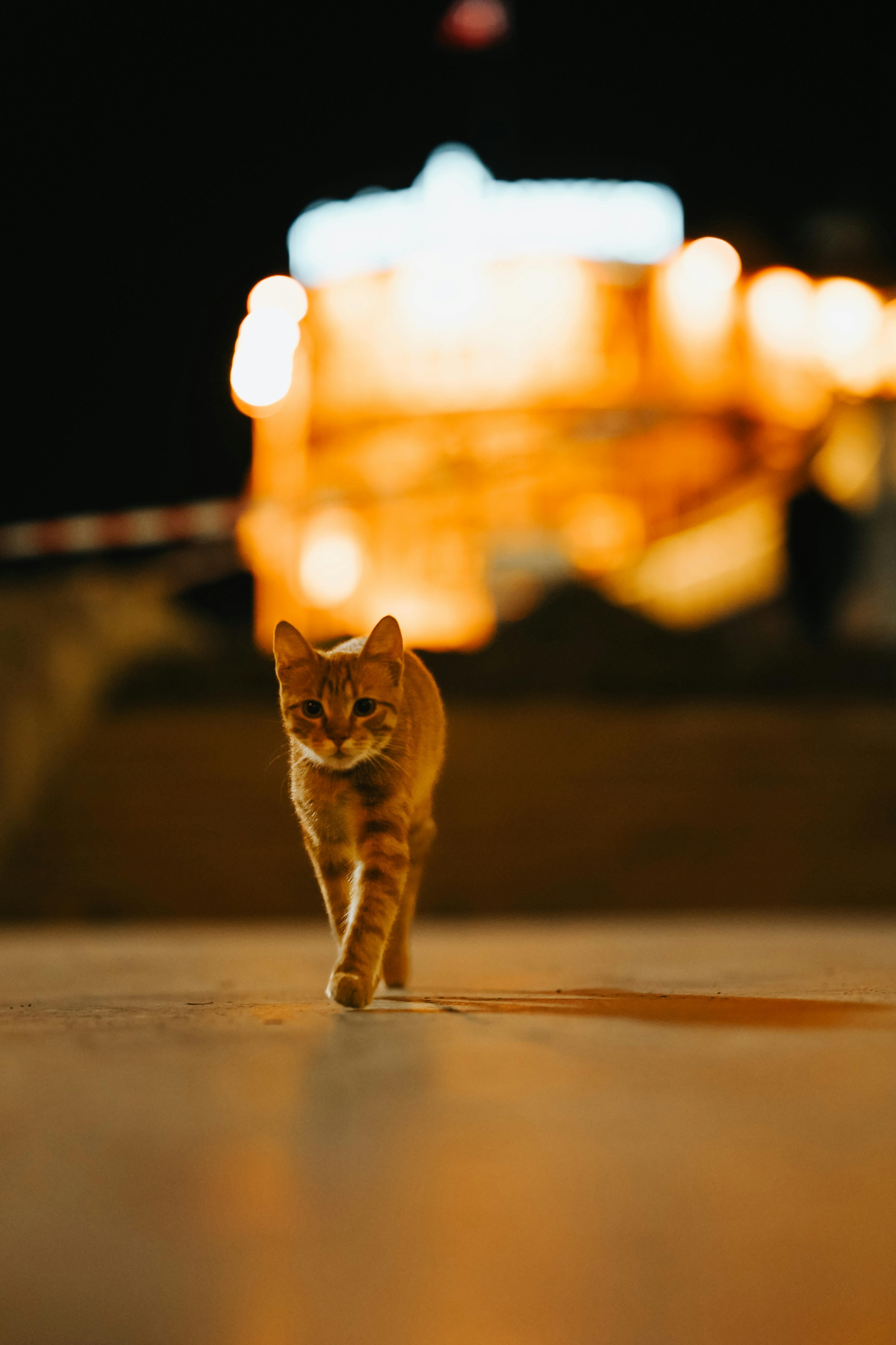 Stray Cat at Night · Free Stock Photo