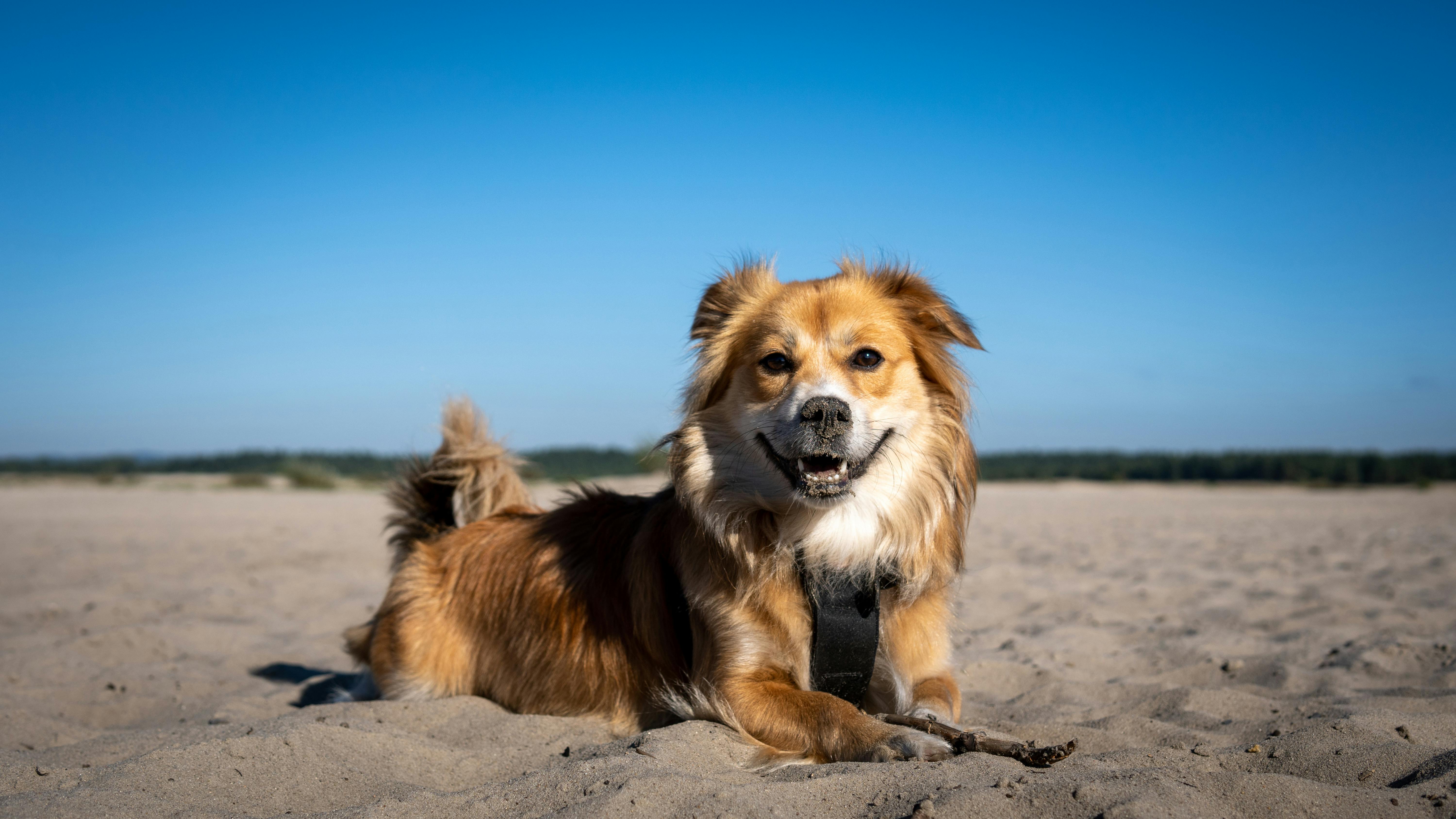 Pets$ Photos, Download The BEST Free Pets$ Stock Photos & HD Images