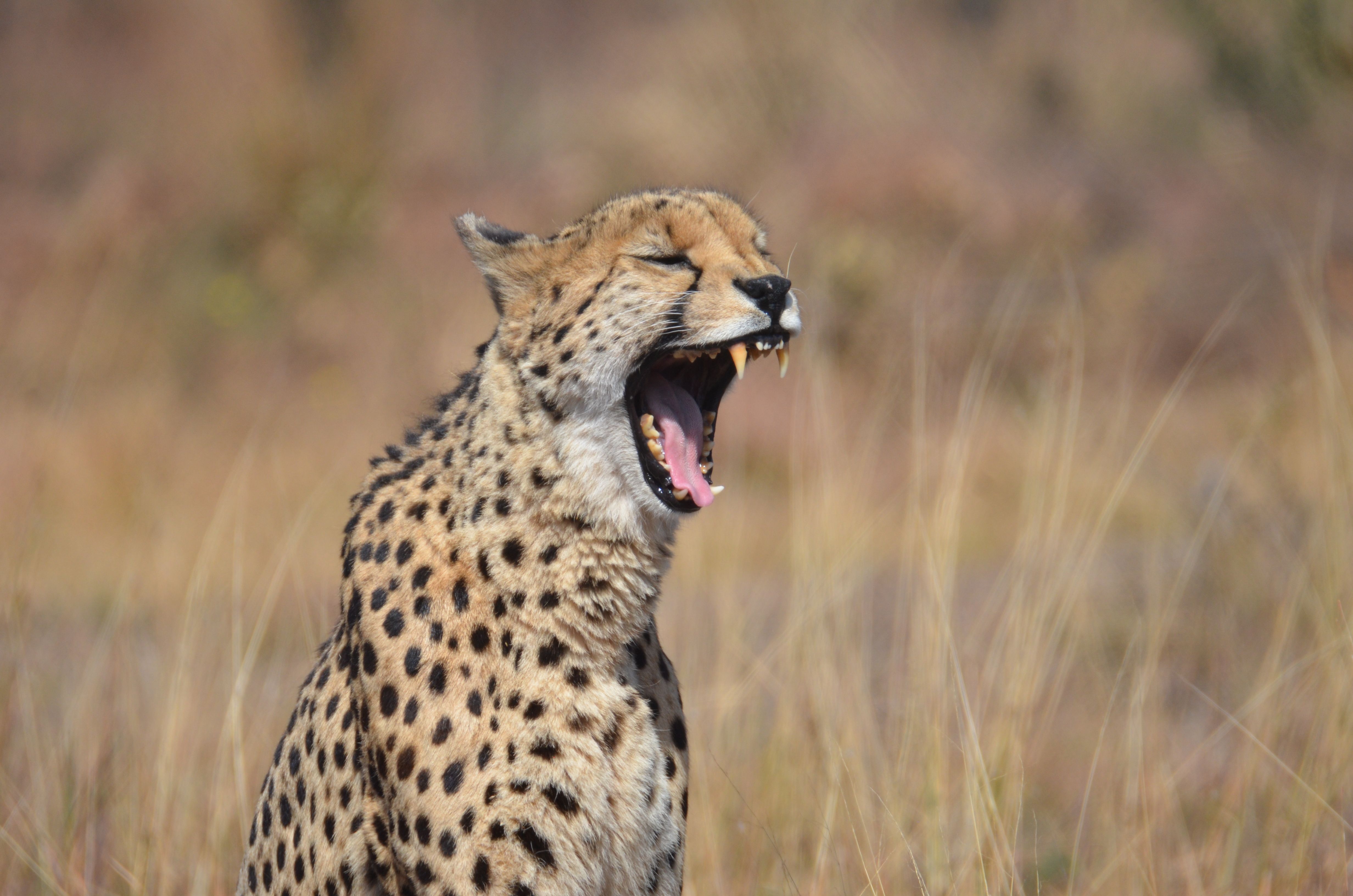 Cheetah Walking on Grass · Free Stock Photo