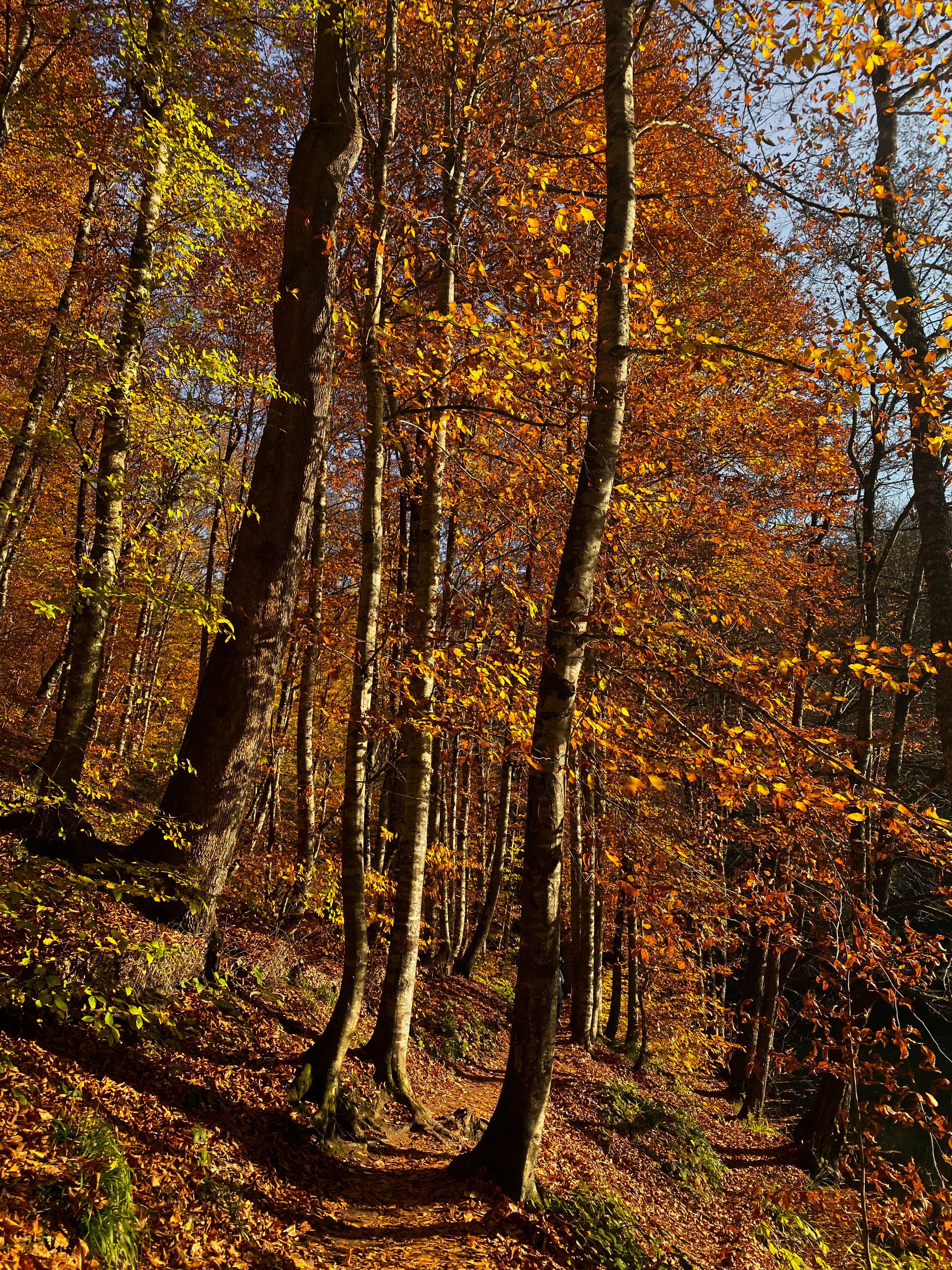 Brown and Green Trees · Free Stock Photo