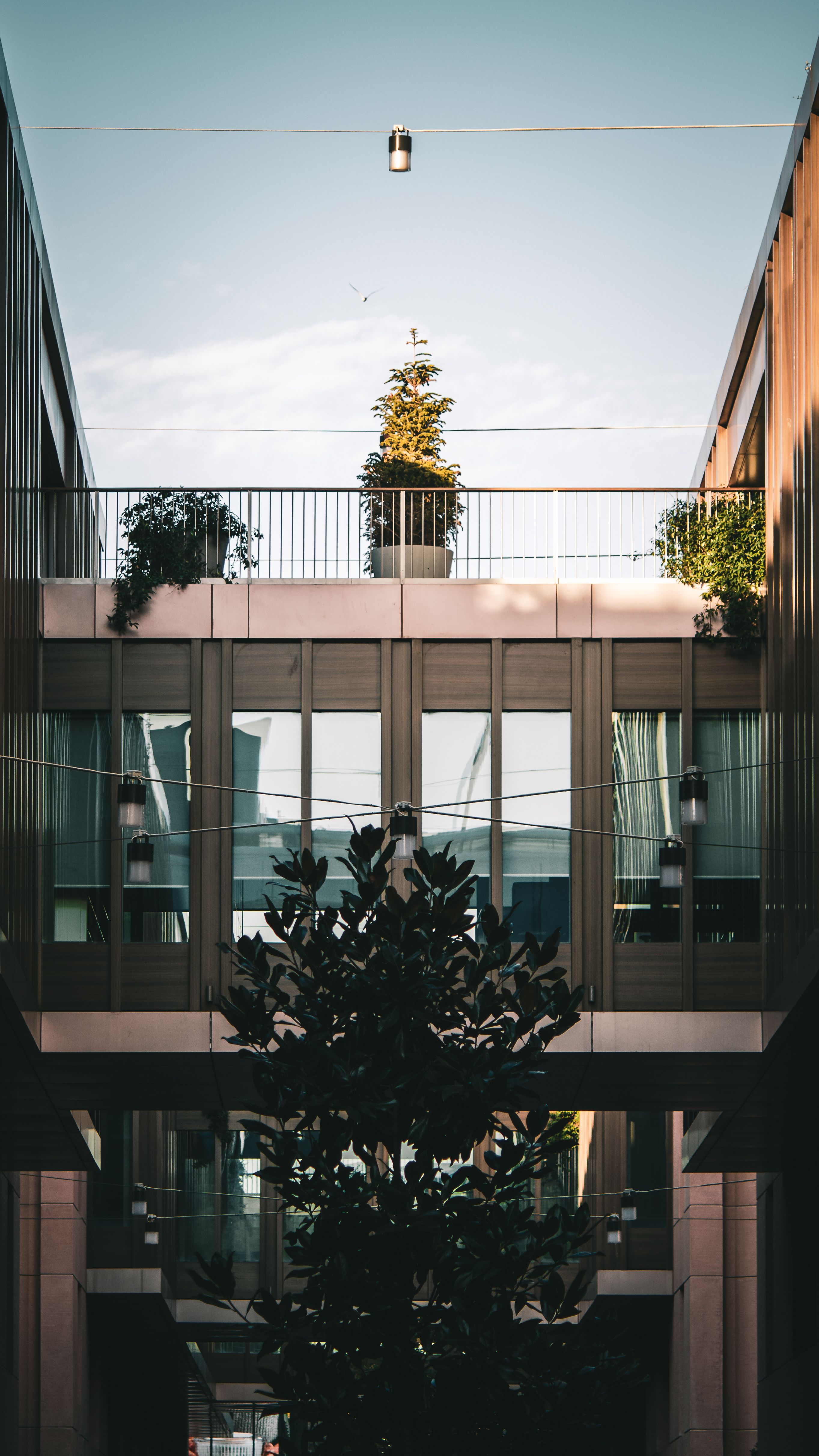 Tree and Building Windows behind · Free Stock Photo