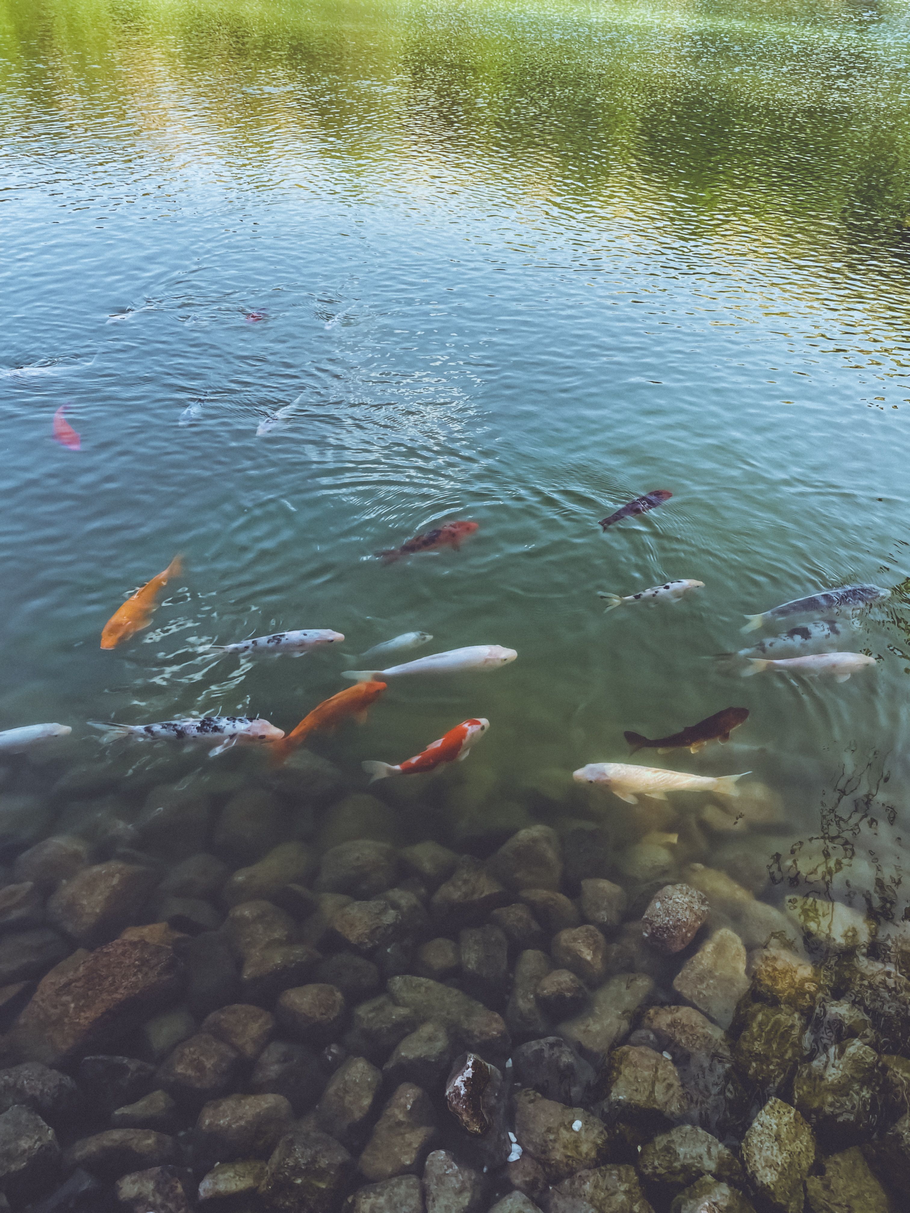 Many Pond Photos, Download The BEST Free Many Pond Stock Photos & HD Images