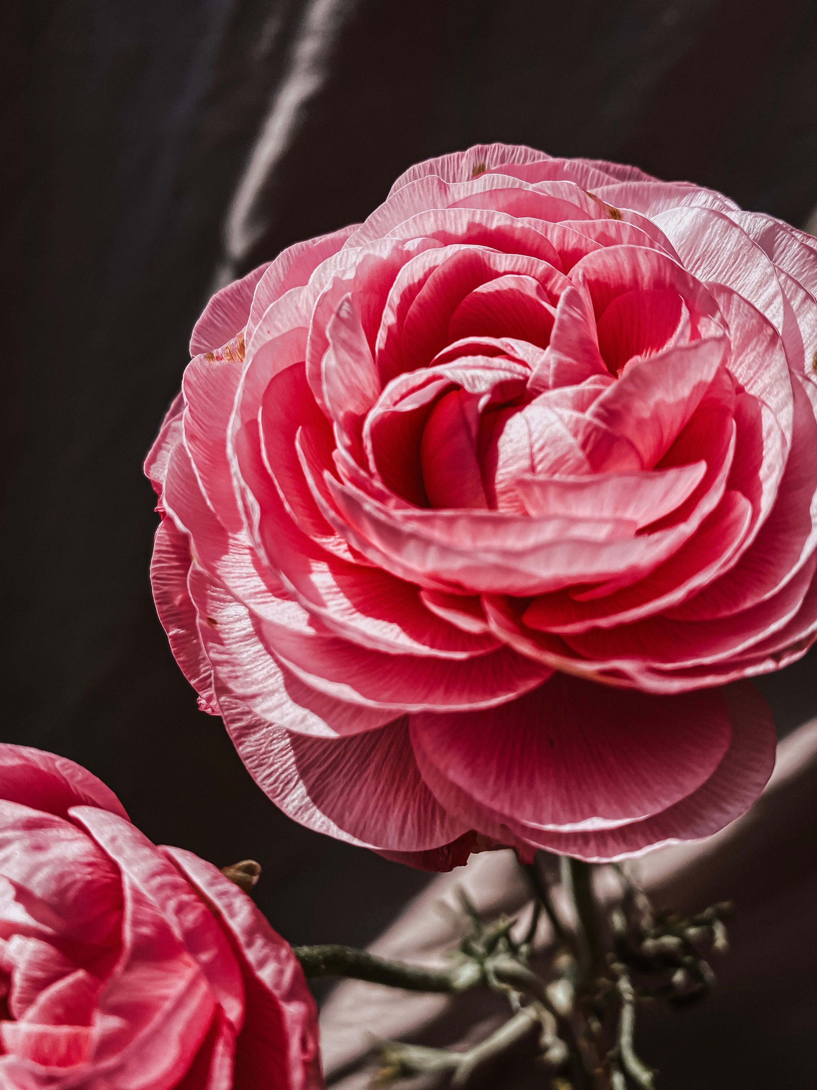 Close Up De Rosas Cor De Rosa · Foto profissional gratuita