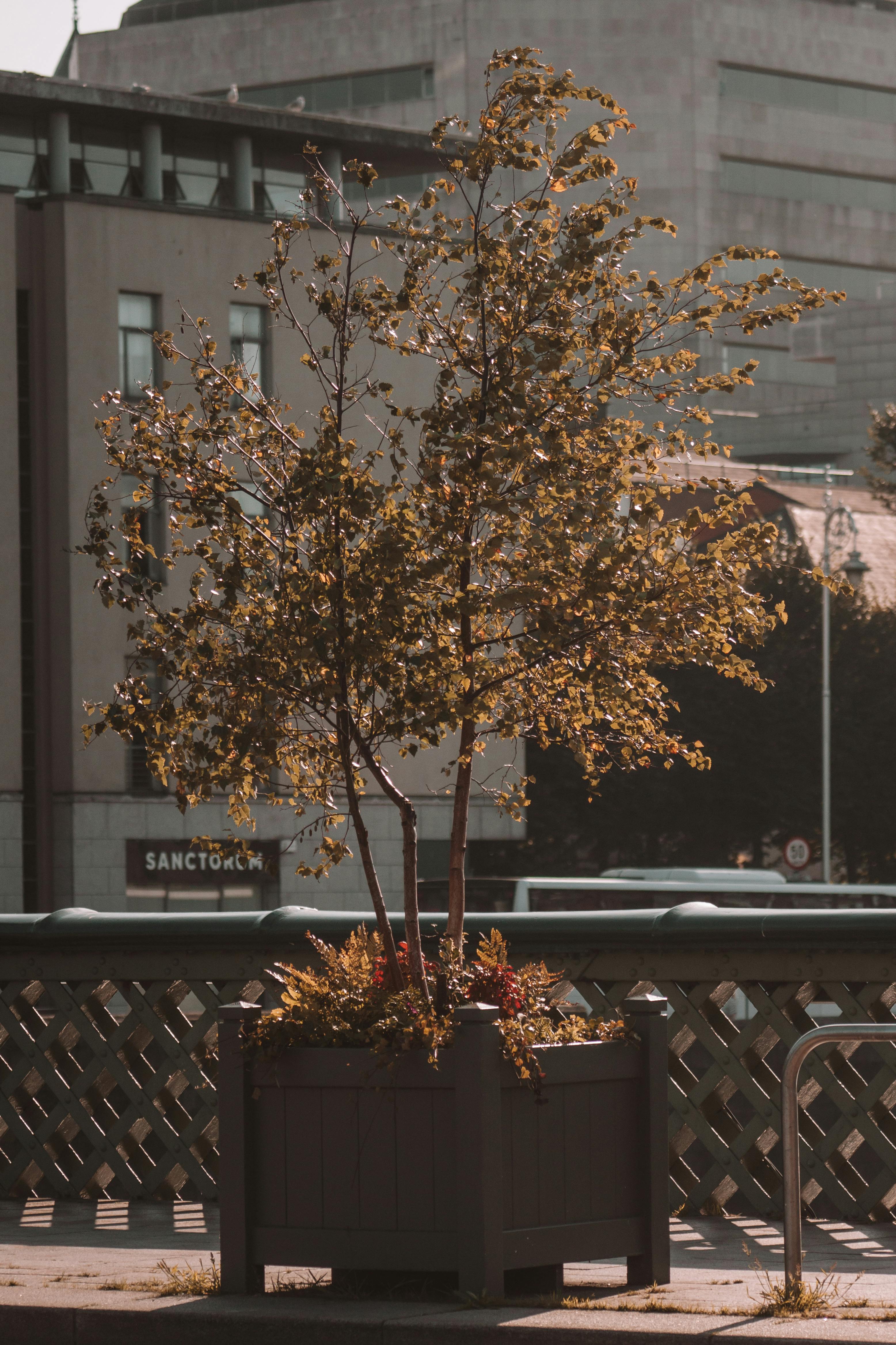 Tree in a City Center · Free Stock Photo