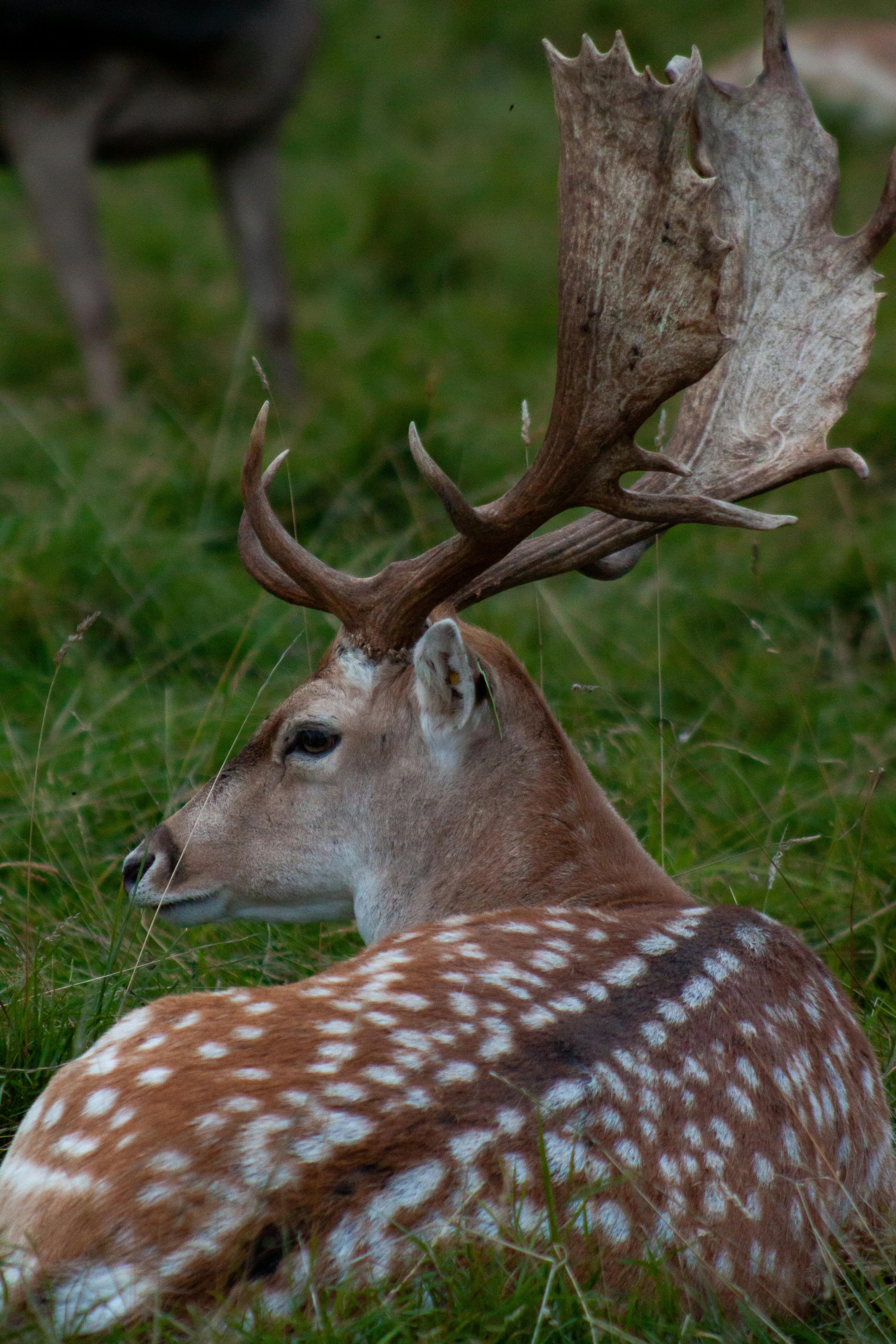 European Fallow Deer Male Lying on Grass · Free Stock Photo