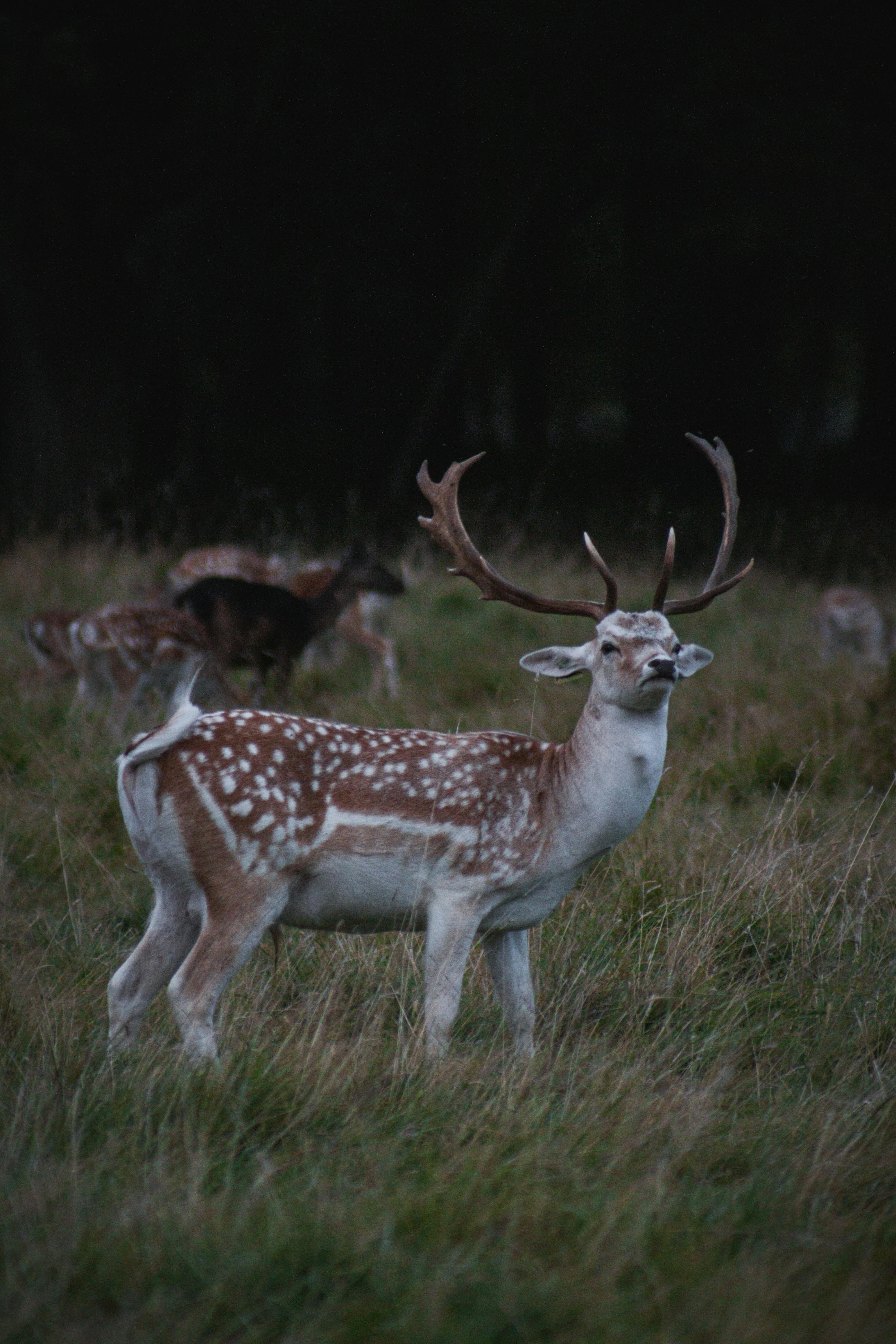 Black Deer Lying on Plants Near Green Trees during Daytime · Free Stock ...