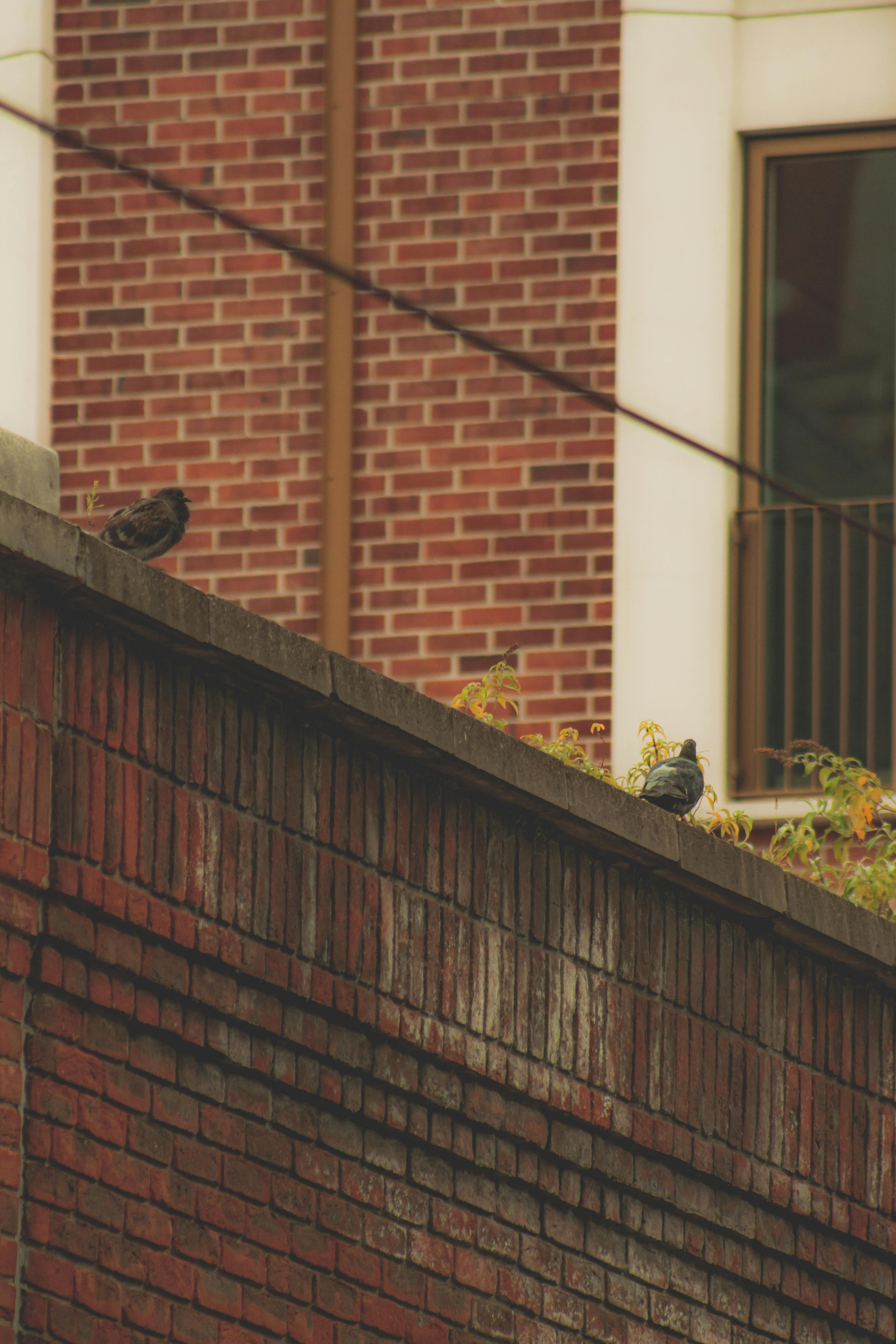 Tortoise And Pigeons Photos, Download The BEST Free Tortoise And ...