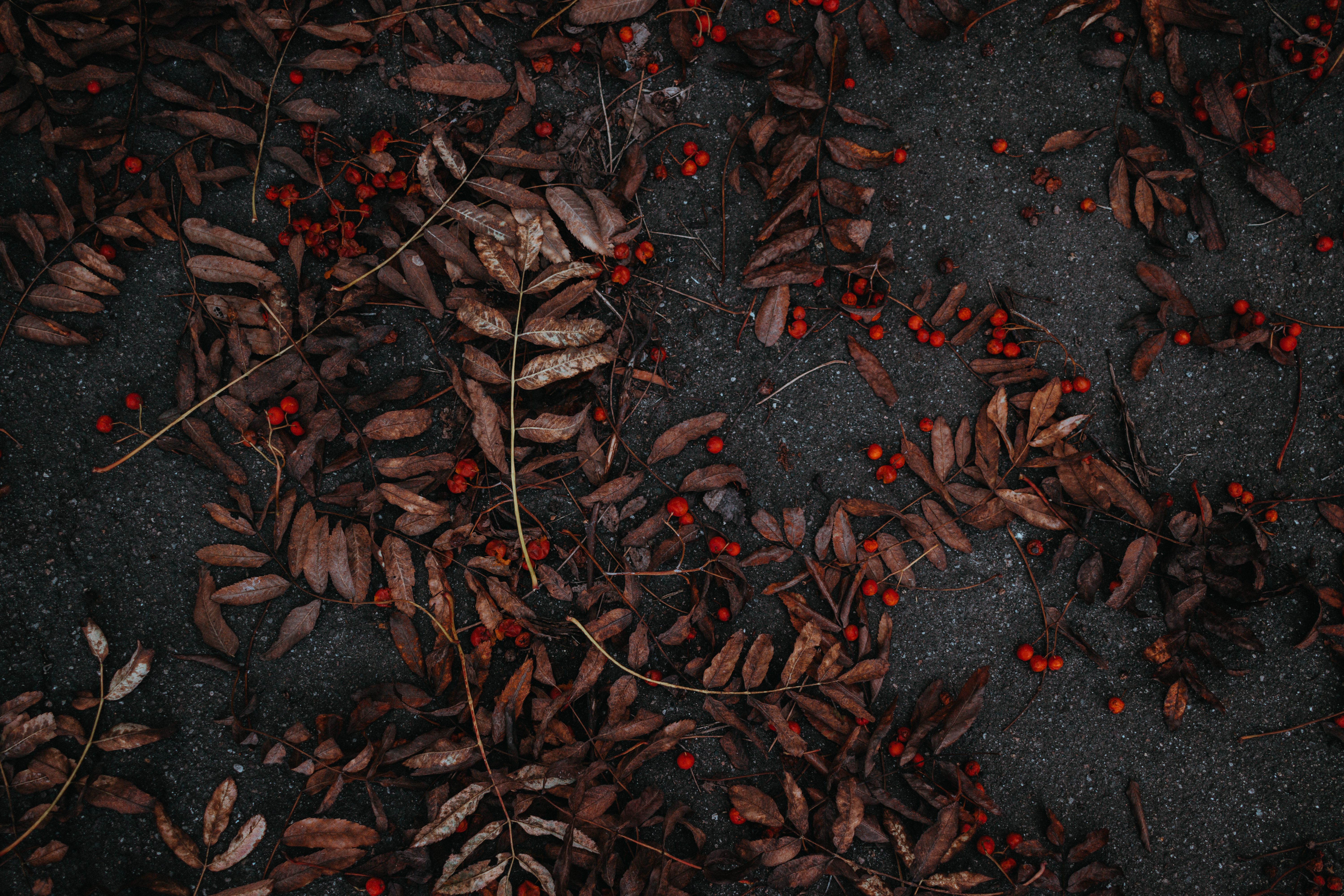 Forest Ashes Photos, Download The BEST Free Forest Ashes Stock Photos ...
