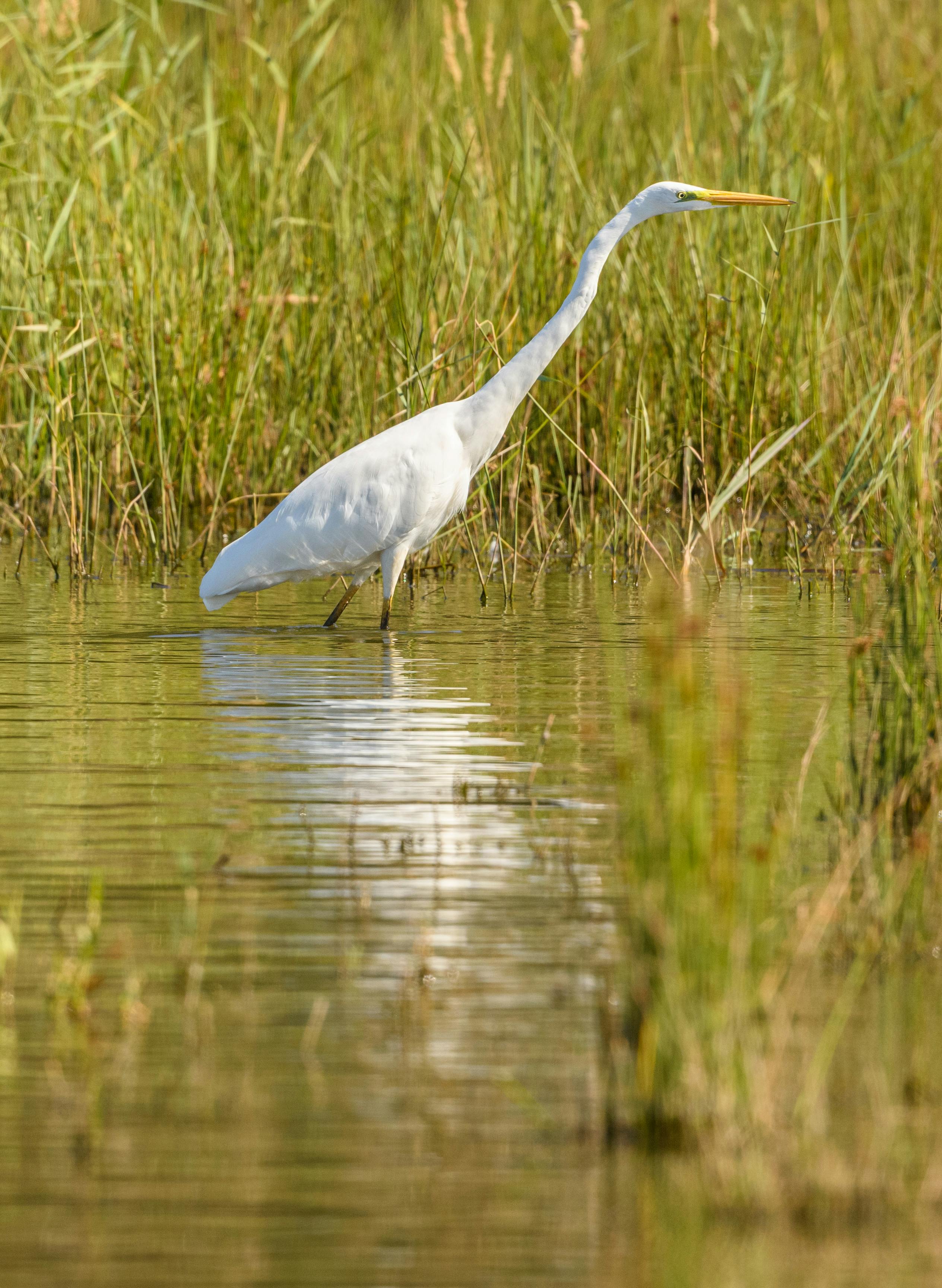Close-up of an Egret Wading in the Water · Free Stock Photo