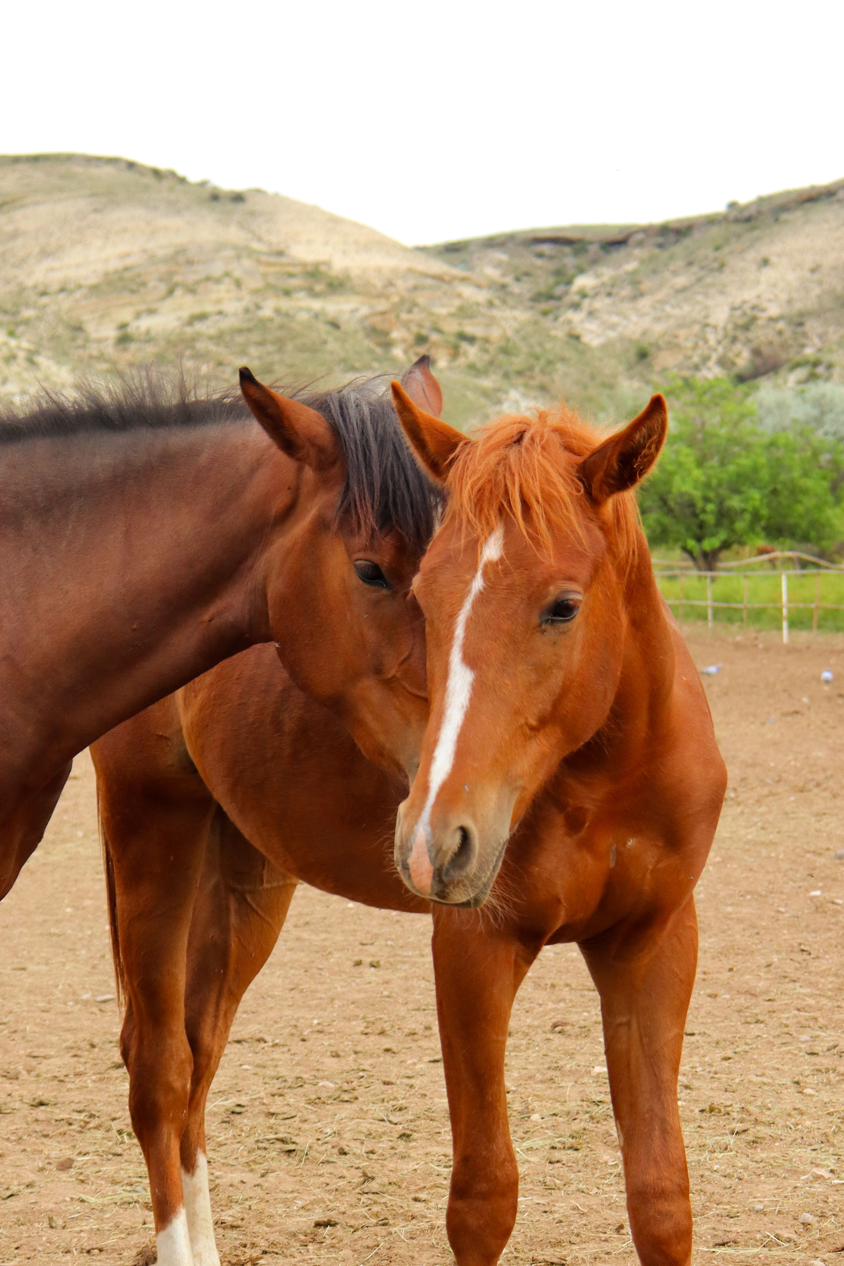 Bay and Chestnut Horses in the Corral on a Farm · Free Stock Photo
