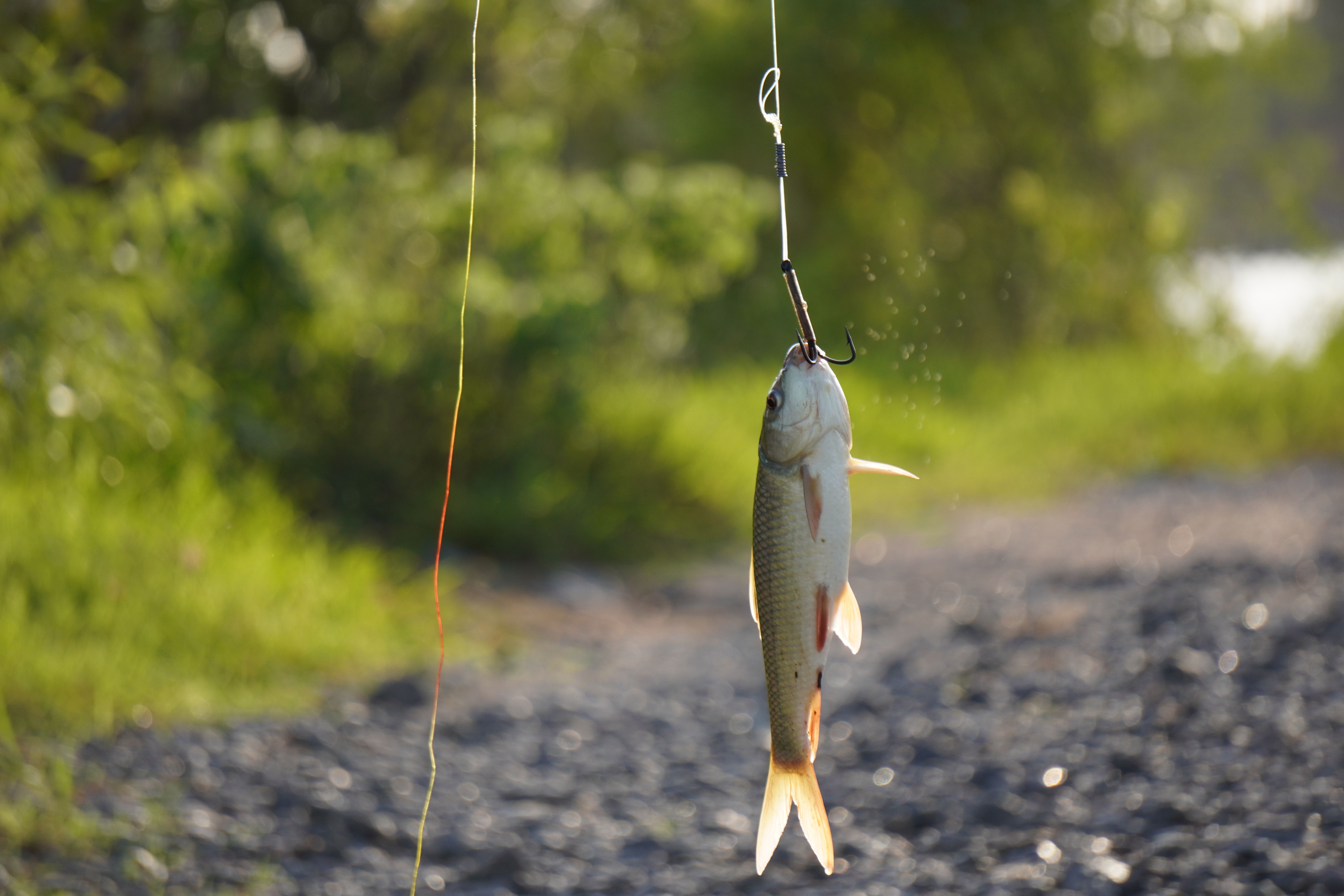 Reeling in the Advantages of Fish Hooks Without Barbs