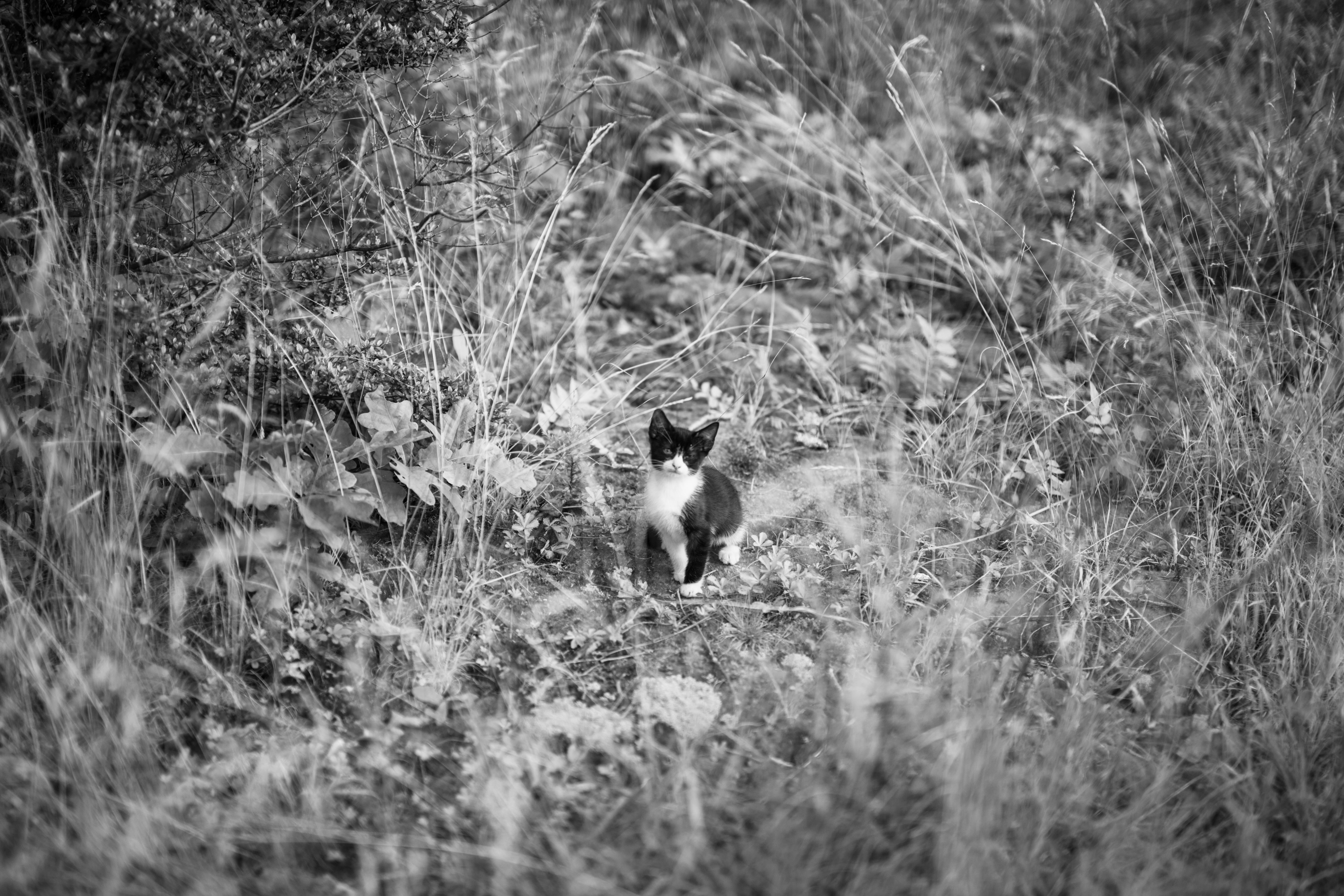 Cute Cat Cco Photos, Download The BEST Free Cute Cat Cco Stock Photos ...