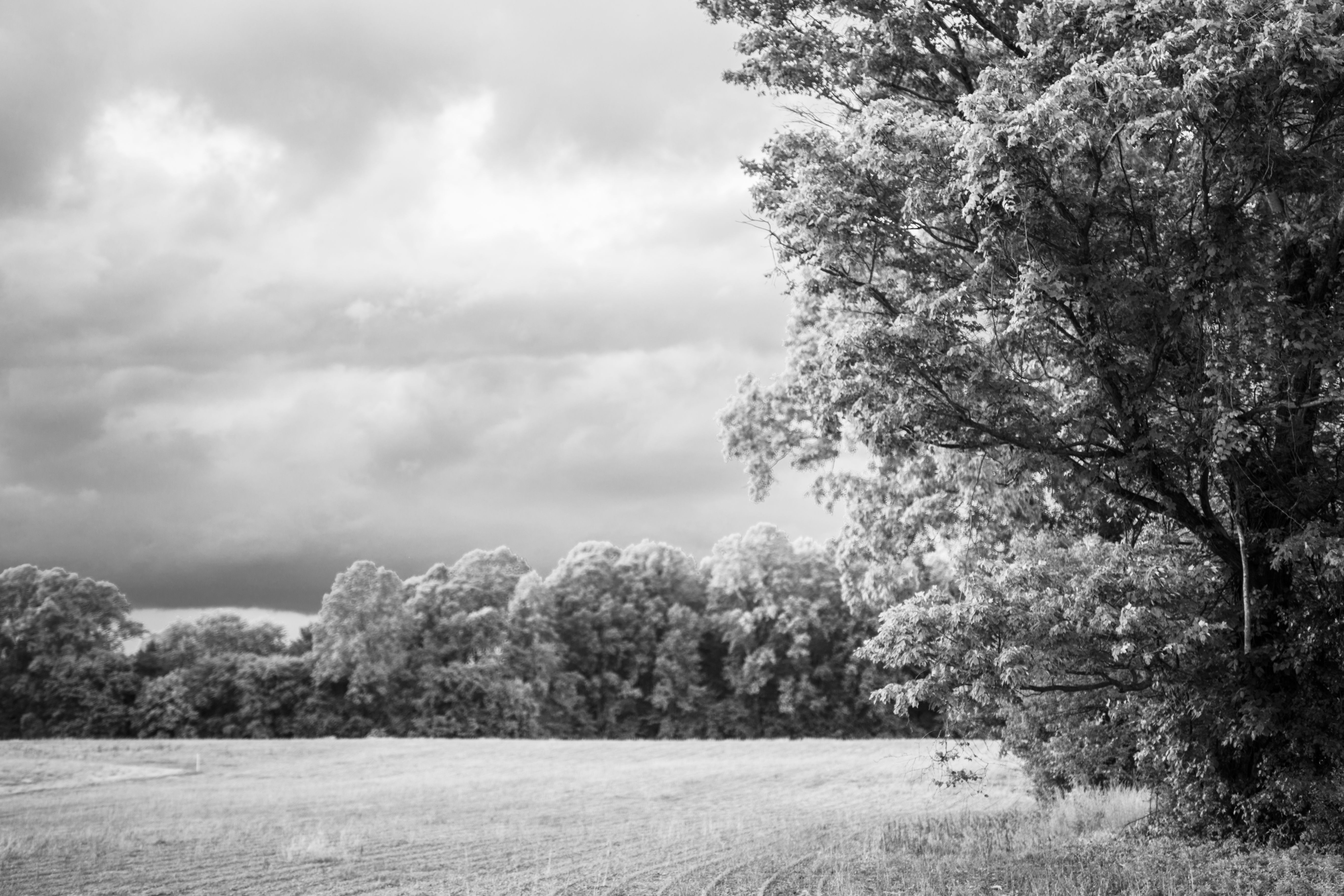 Field With Treeline Photos, Download The BEST Free Field With Treeline ...