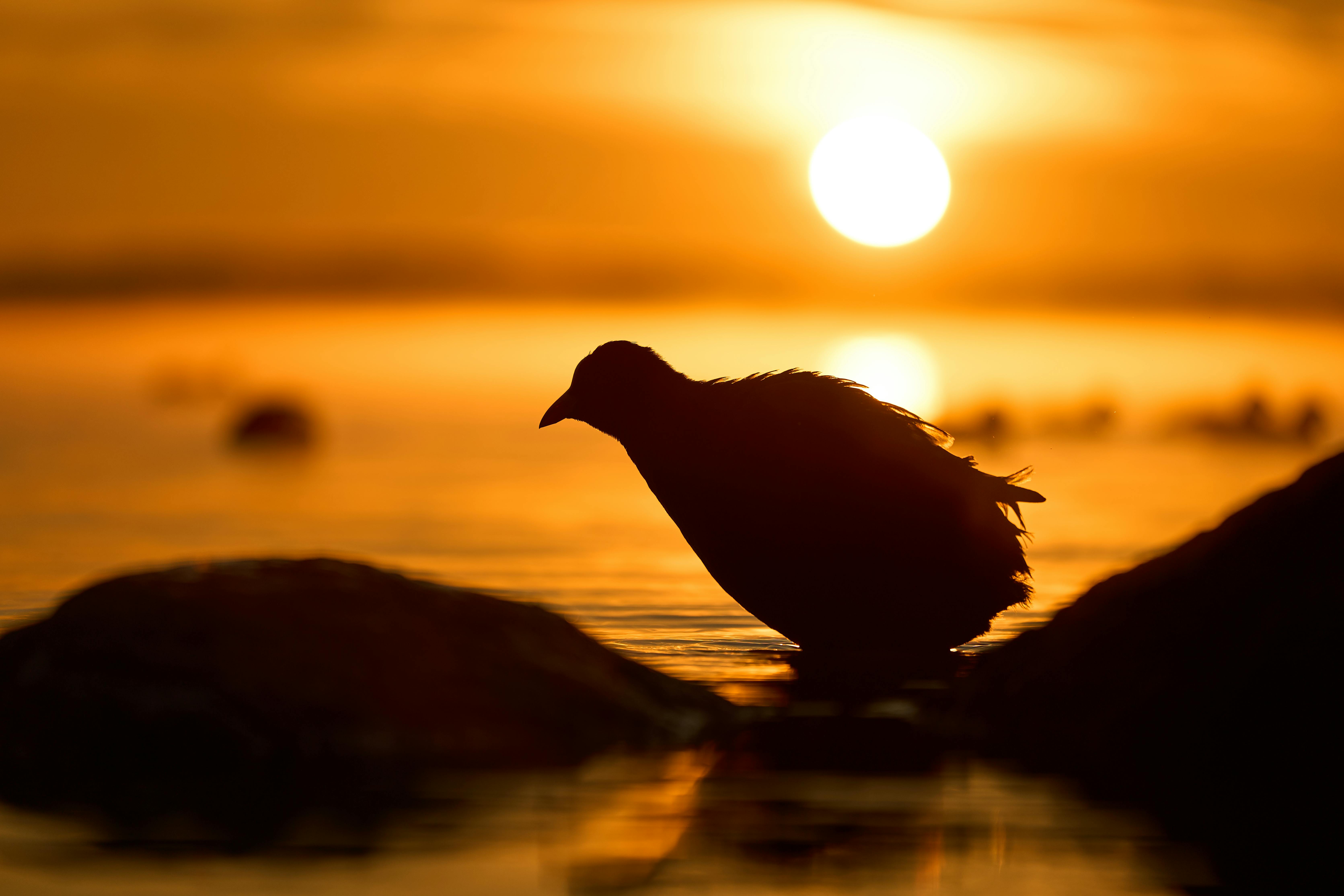 Lazy Bird Photos, Download The BEST Free Lazy Bird Stock Photos & HD Images