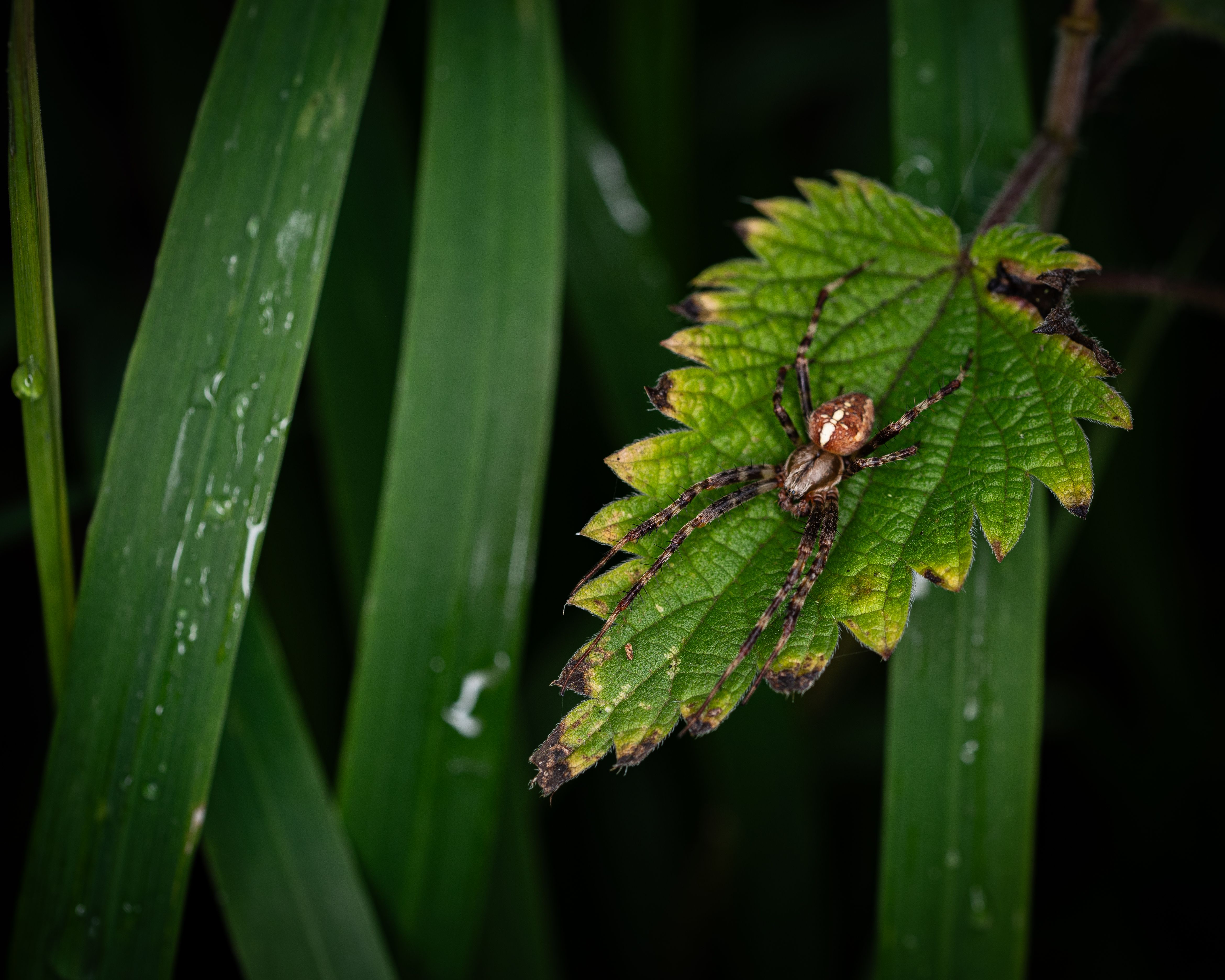 Spider Coach Photos, Download The BEST Free Spider Coach Stock Photos ...