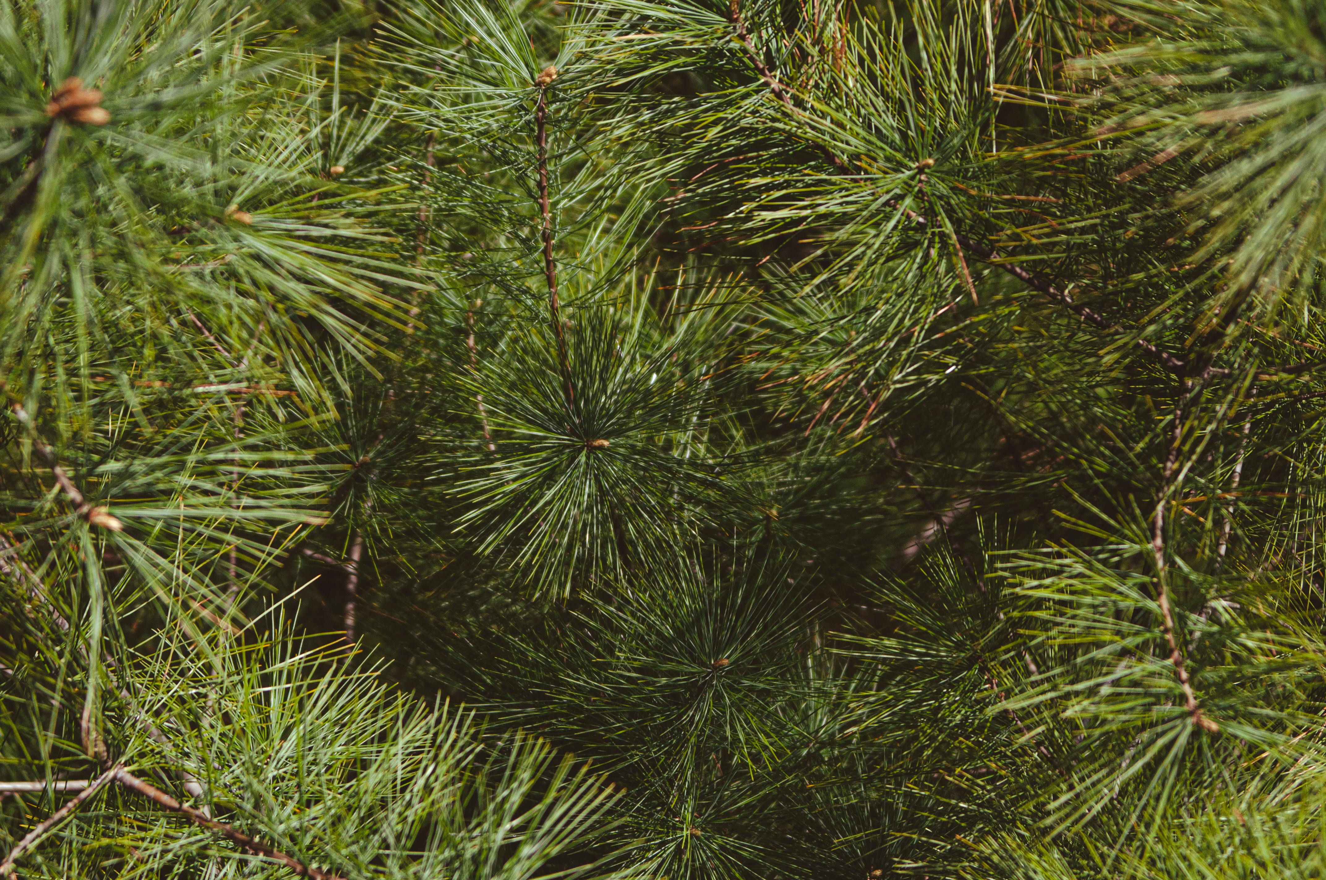 Close-Up Photo of Needles on a Pine Tree Branch · Free Stock Photo
