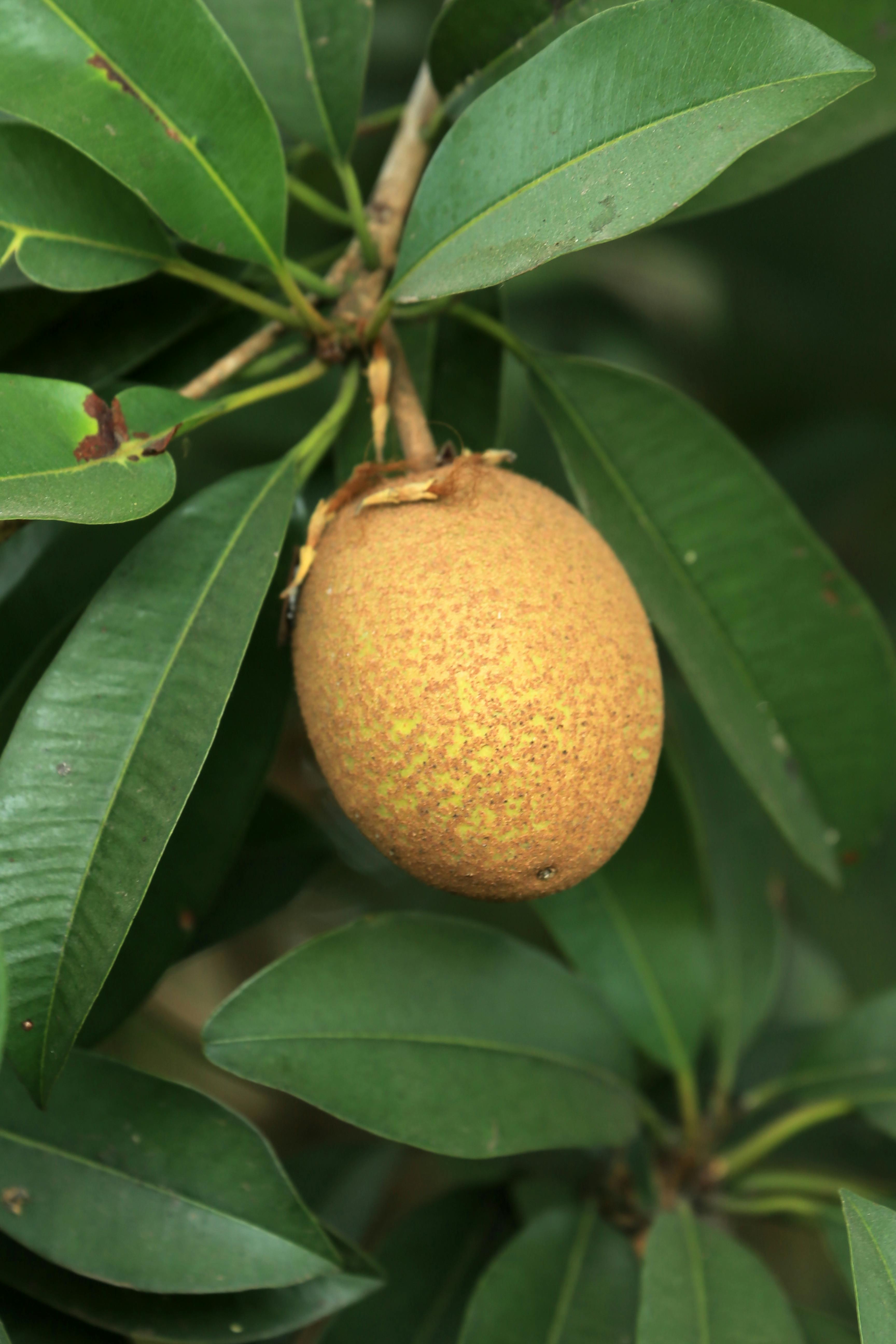 Foto de stock gratuita sobre agricultura, árbol, árbol frutero ...